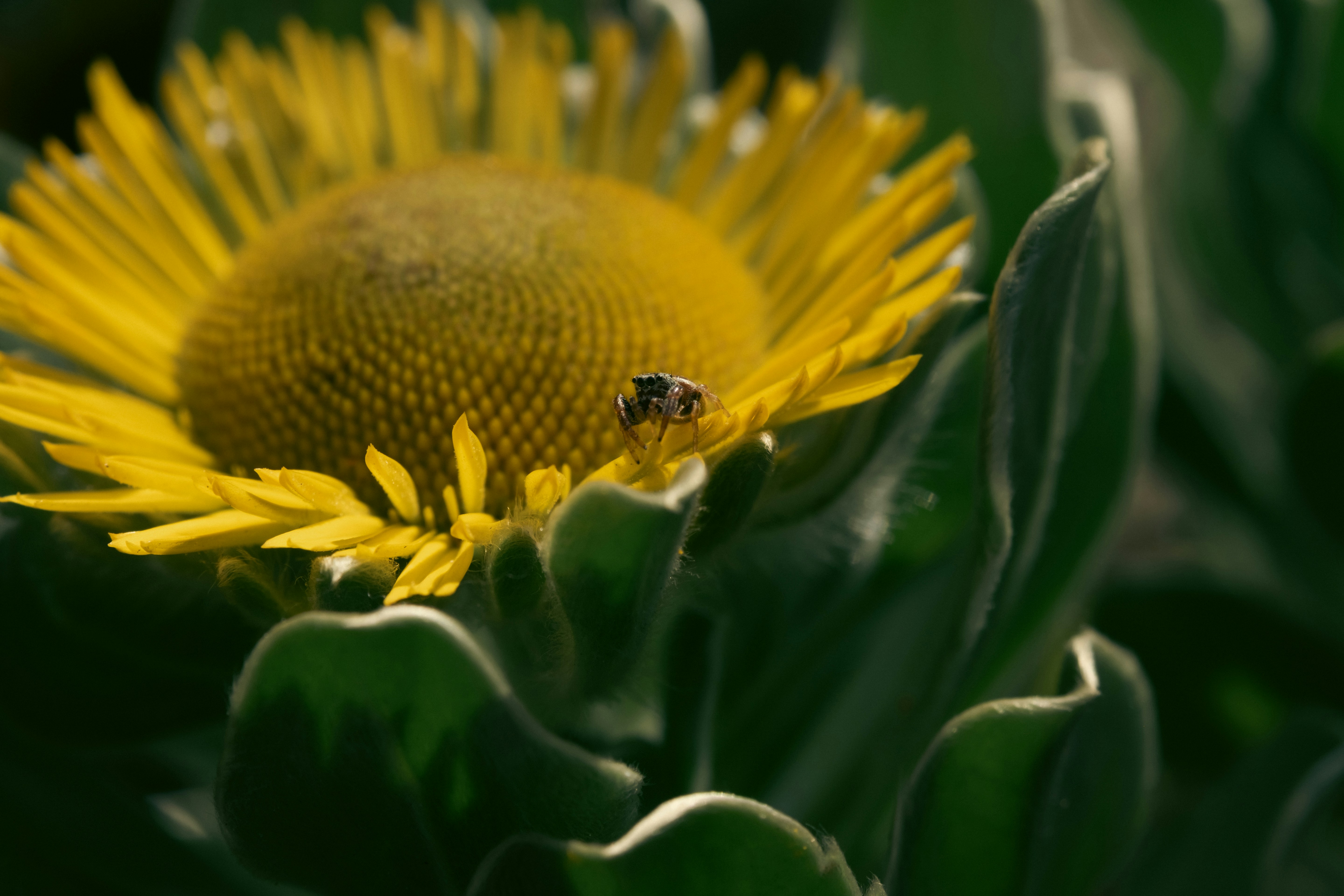 Bee on the Edge of Sunflower: A Macro Moment of Golden Texture