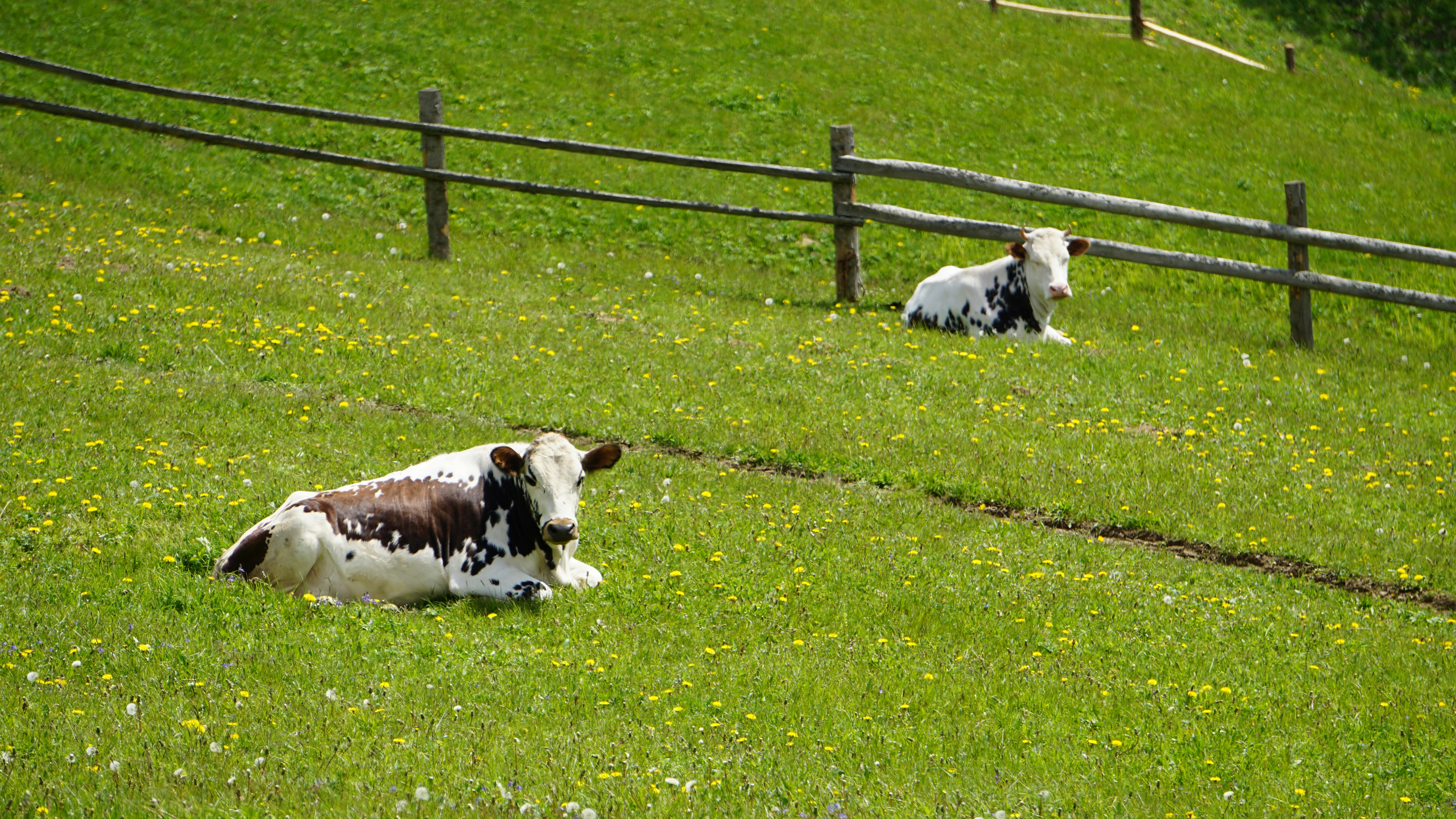 Serene Pastures: A Moment of Tranquility