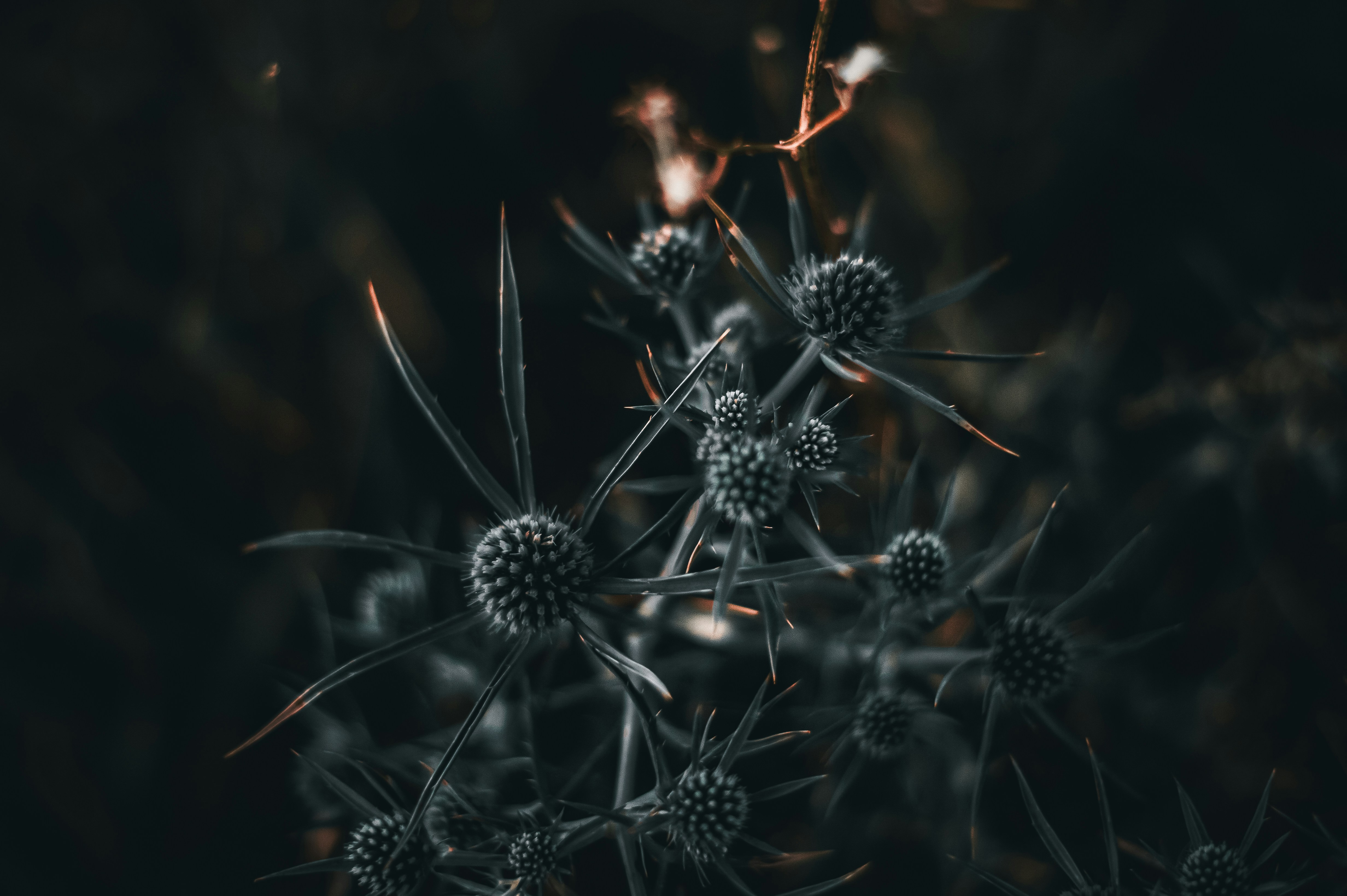 Spiky plant with unique, dark-toned flowers. photo – Free Art Image on ...