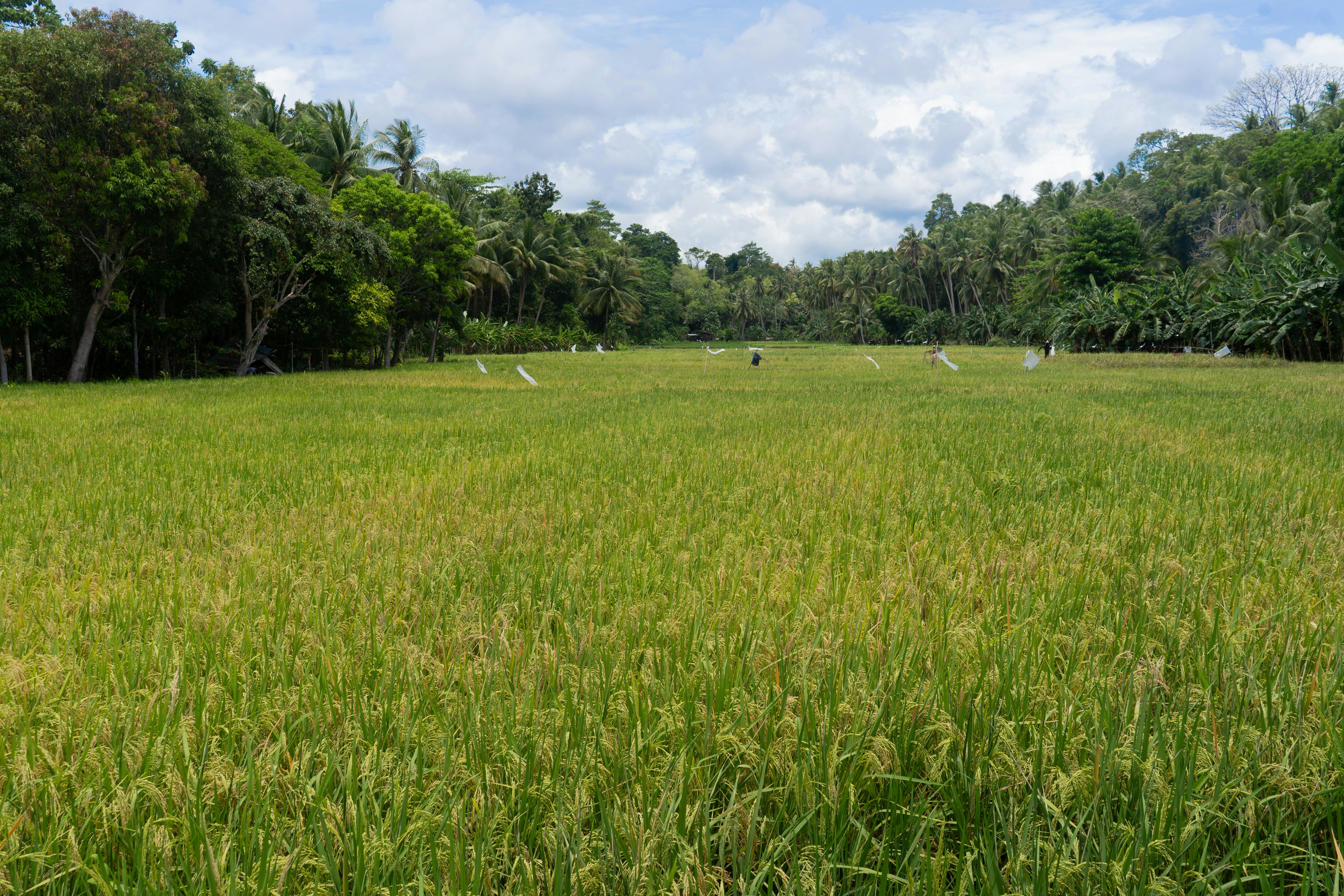 A lush rice field amidst green trees. photo – Free Rice Image on Unsplash