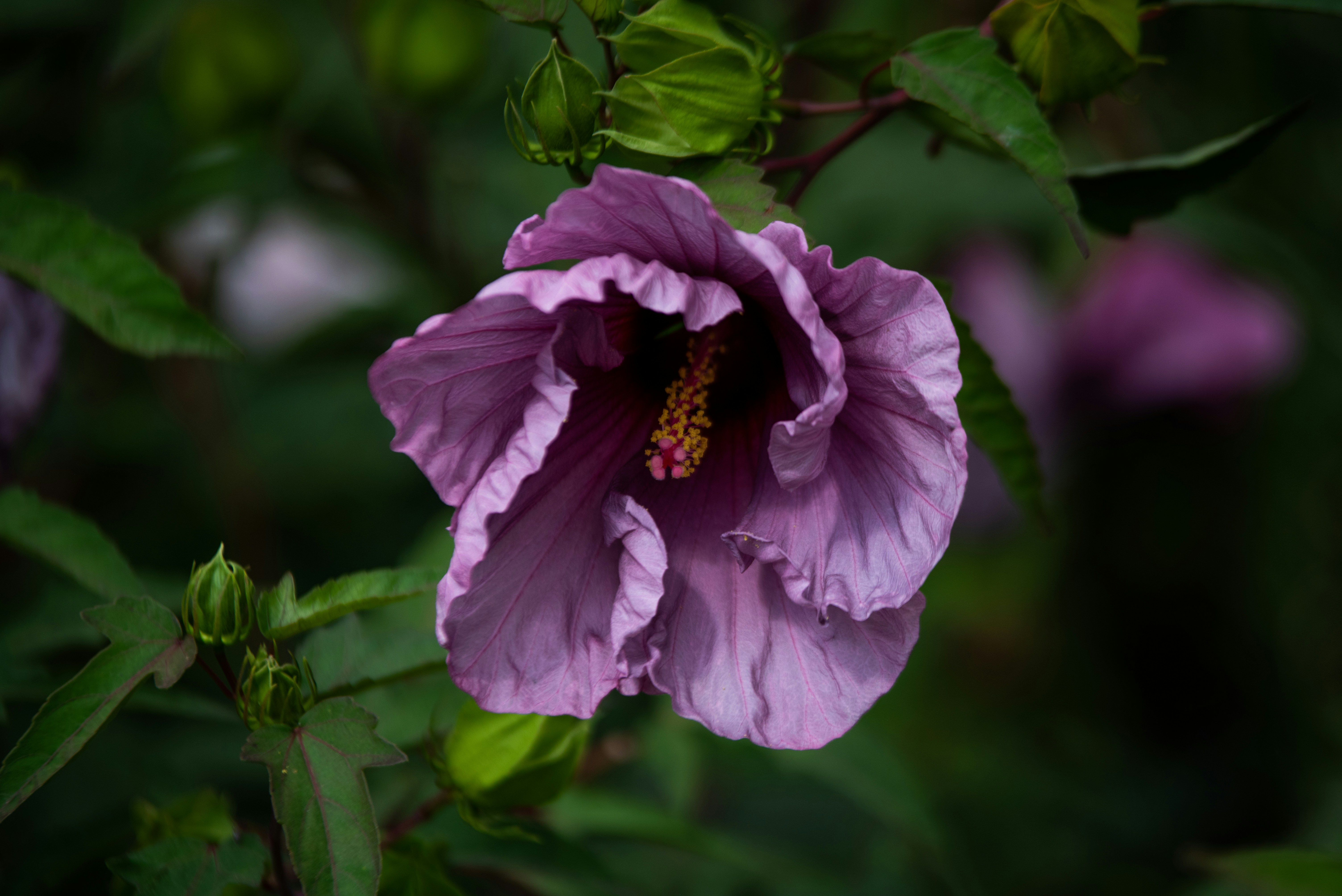 Lavender Hibiscus: Velvet Petals Against a Quiet Green Backdrop