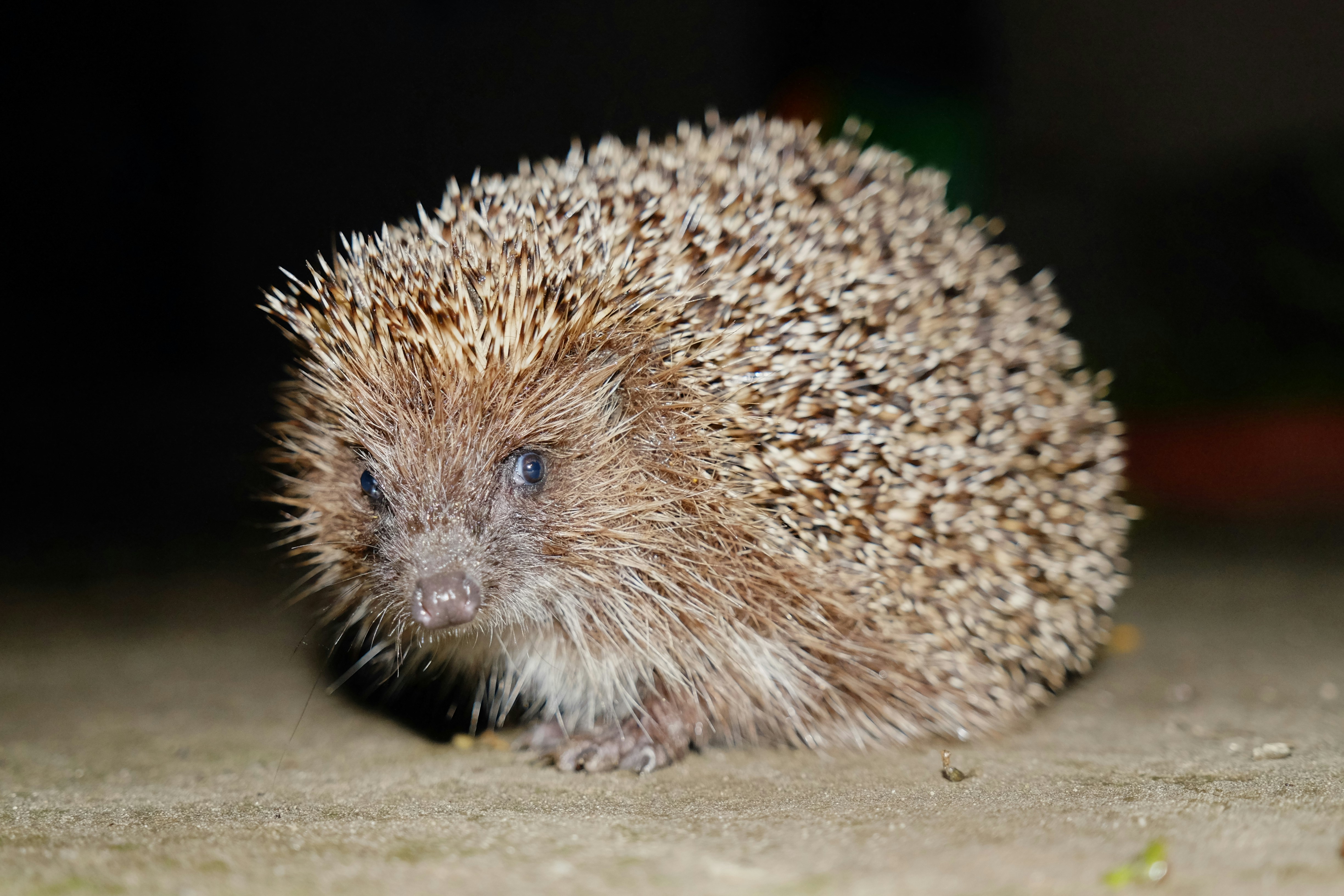 Midnight Forager: A Hedgehog Pauses at the Edge of Night