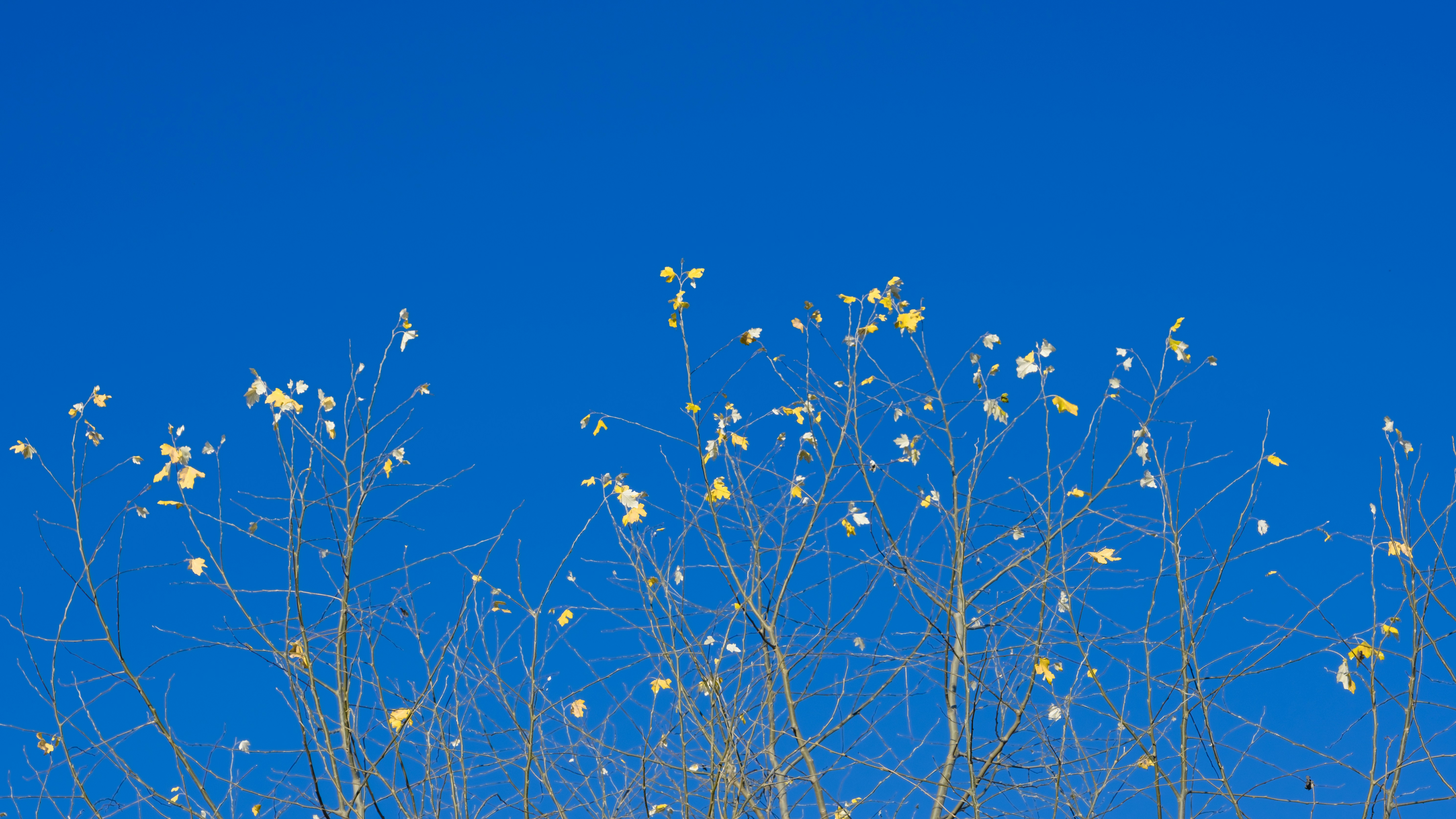 Photo by Zhiyuan Sun with Fujifilm X-T4