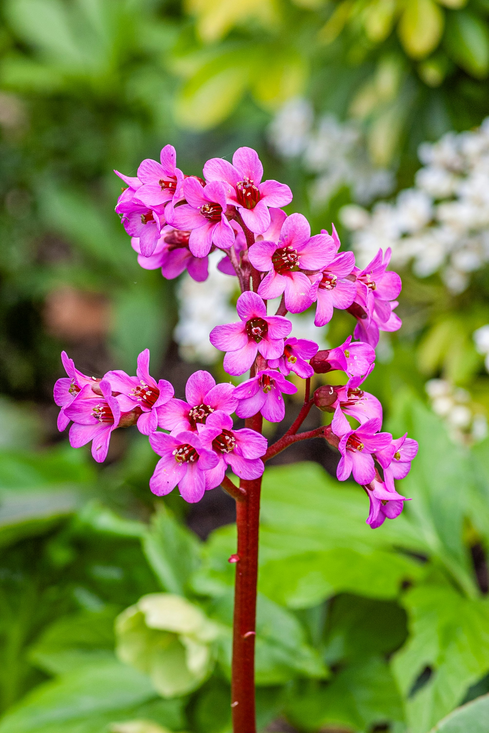 Pretty pink flowers bloom on a vibrant stem. photo – Free Flowers Image ...