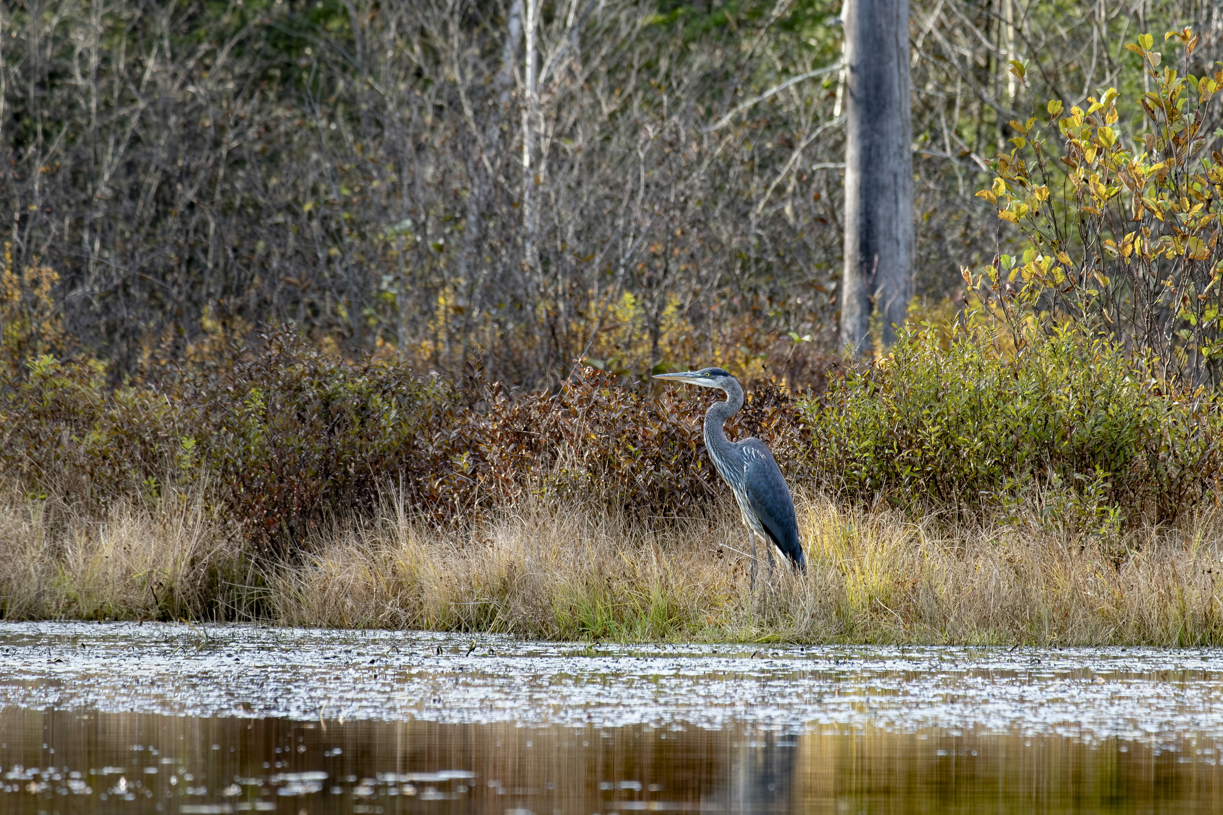 The Solitary Watcher of the Wetlands