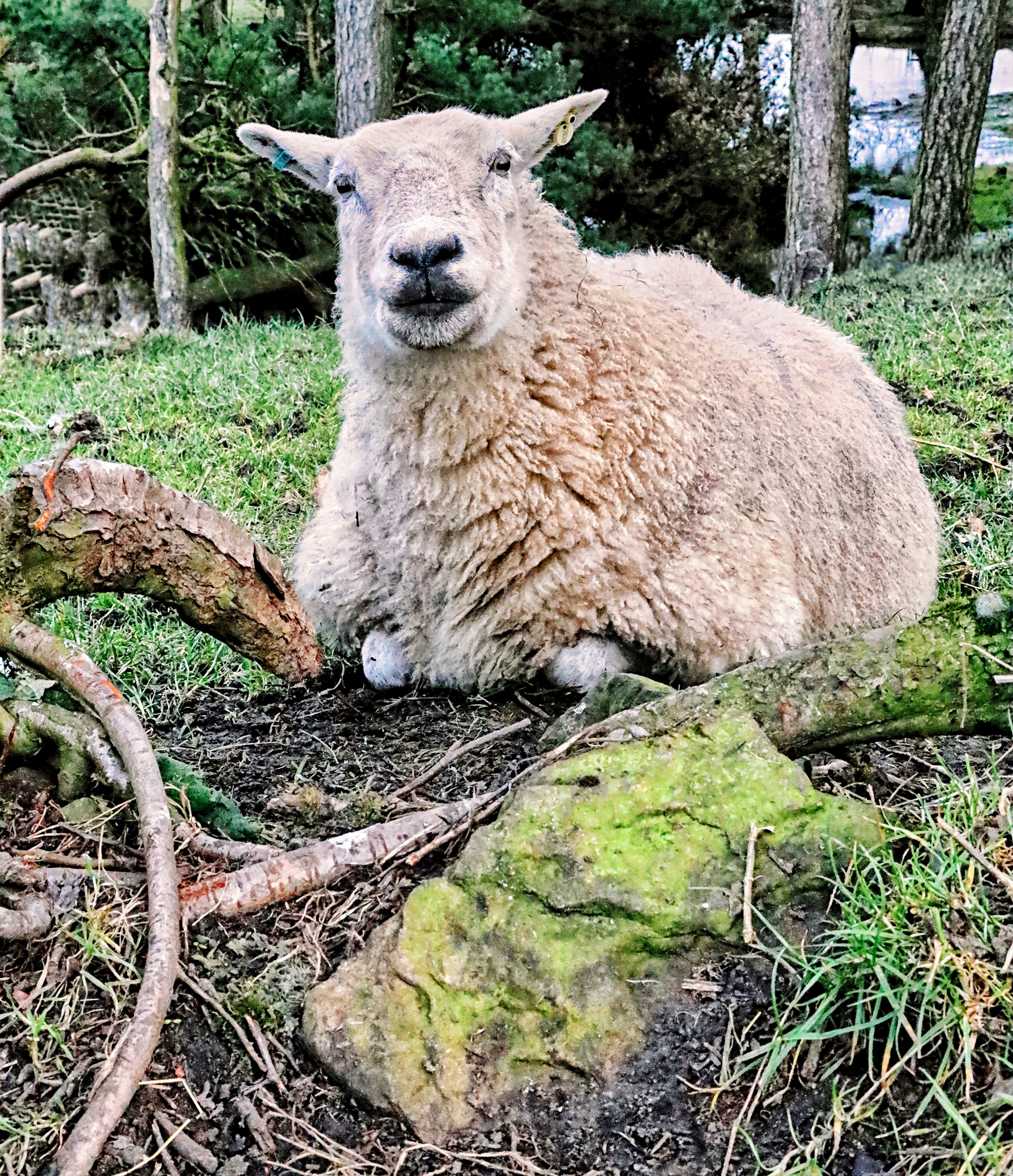 A fluffy sheep resting among scattered branches and mossy stones in a tranquil green landscape.