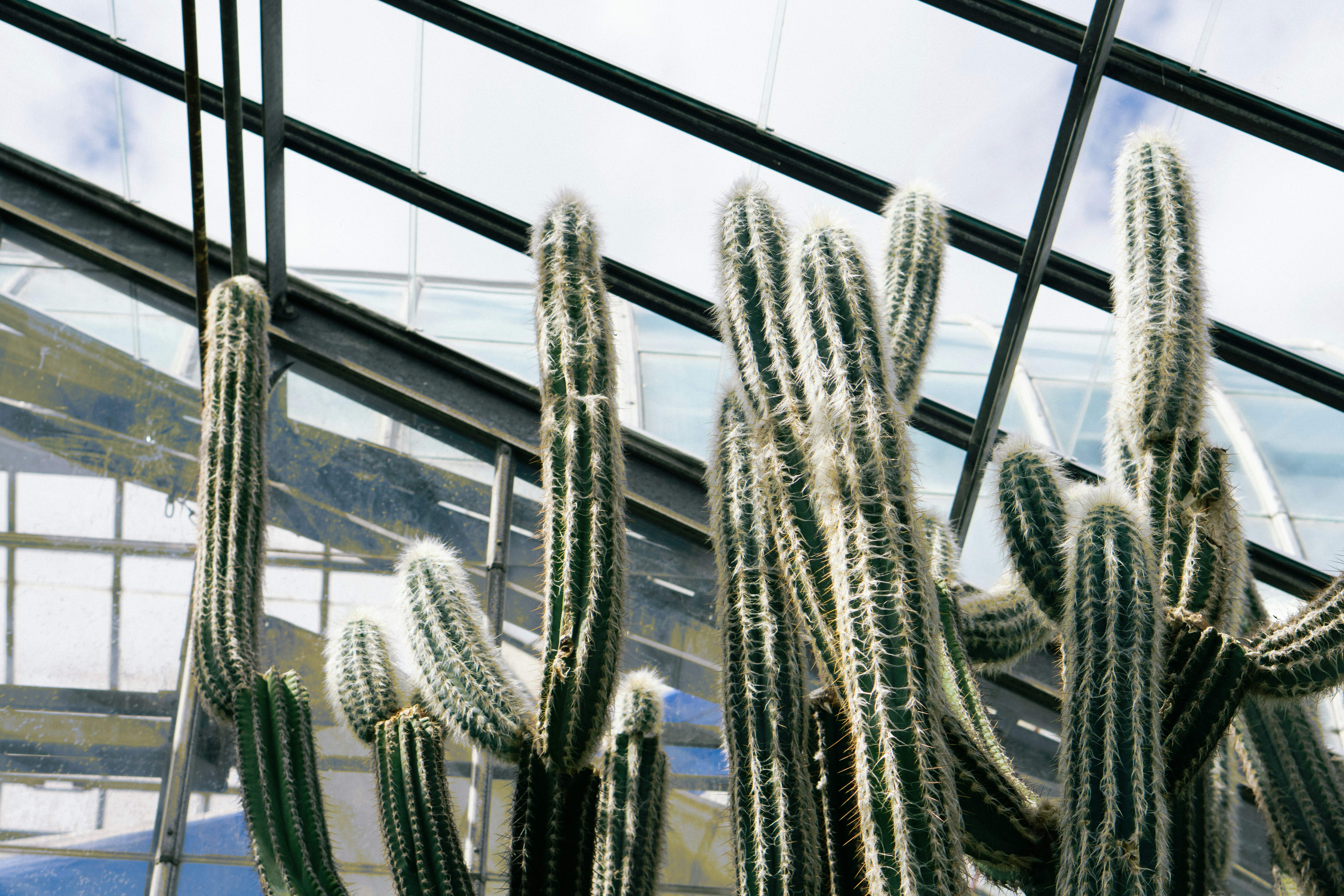 Tall cacti reaching towards a glass ceiling in a greenhouse, showcasing their intricate textures and patterns.