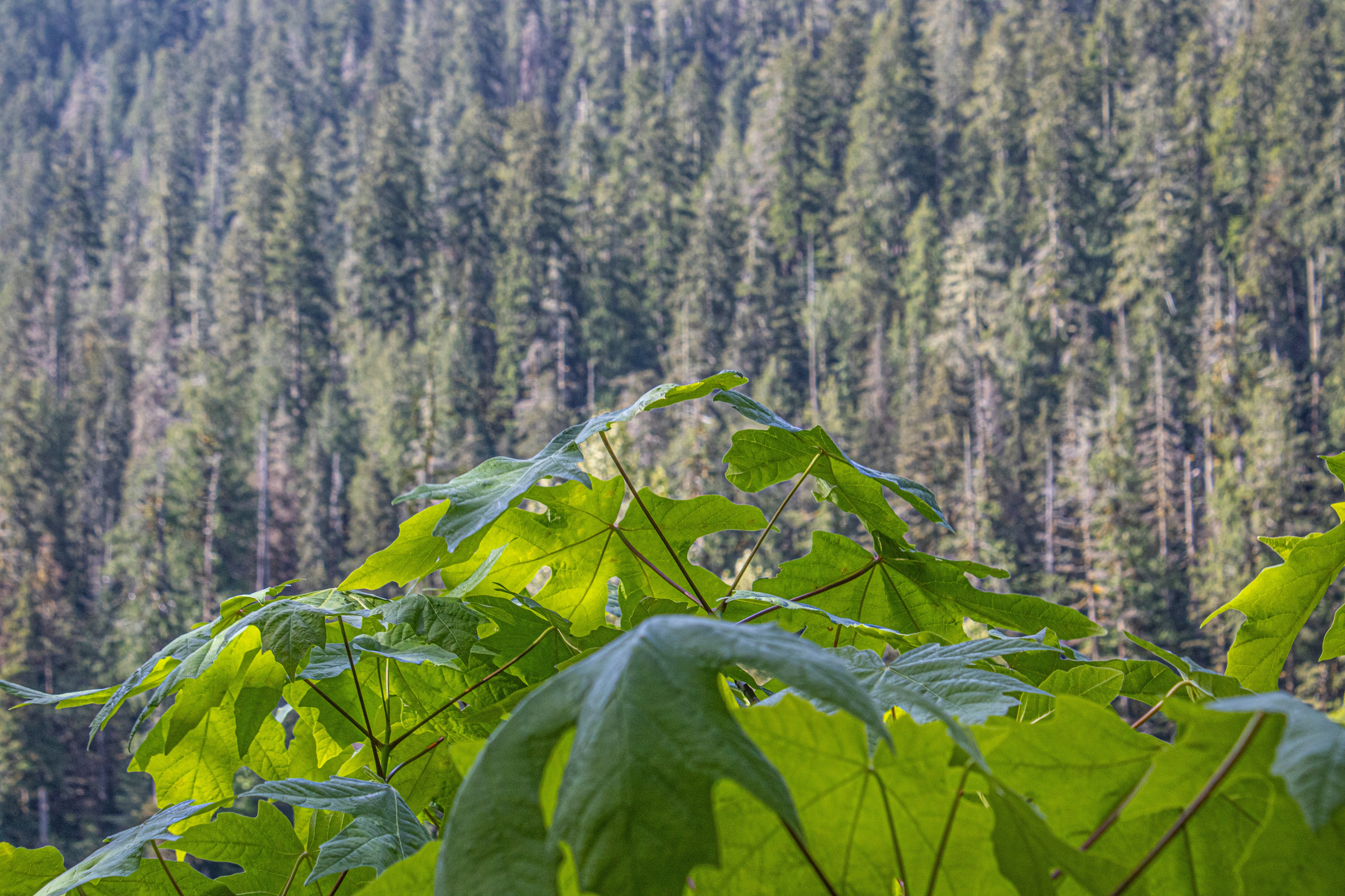 Emerald Leaves at the Edge of a Pine-Needle Forest