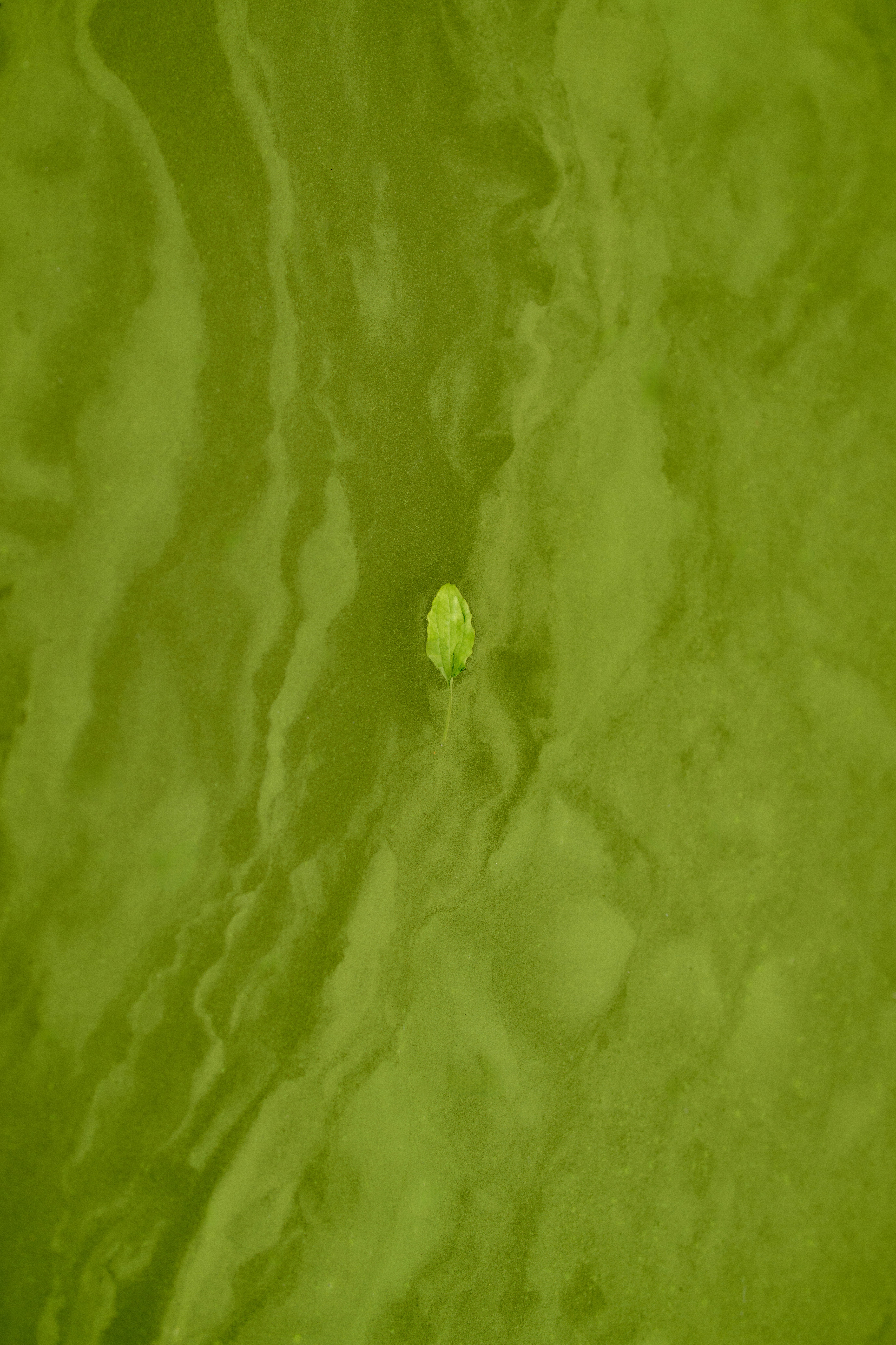 Lone Emerald Leaf on a Verdant, Textured Canvas