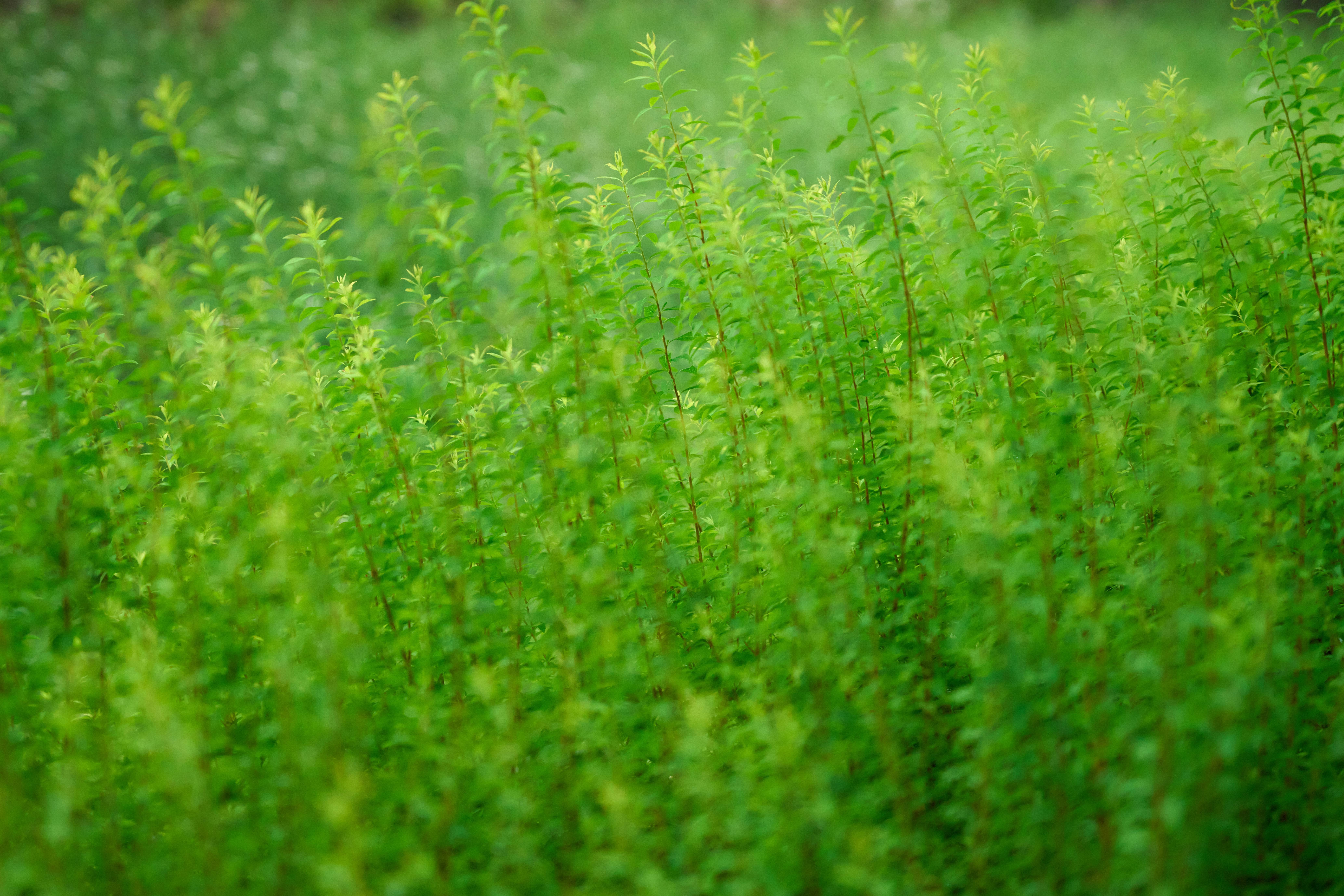 Photo by Buddy AN with Sony Alpha 7R V