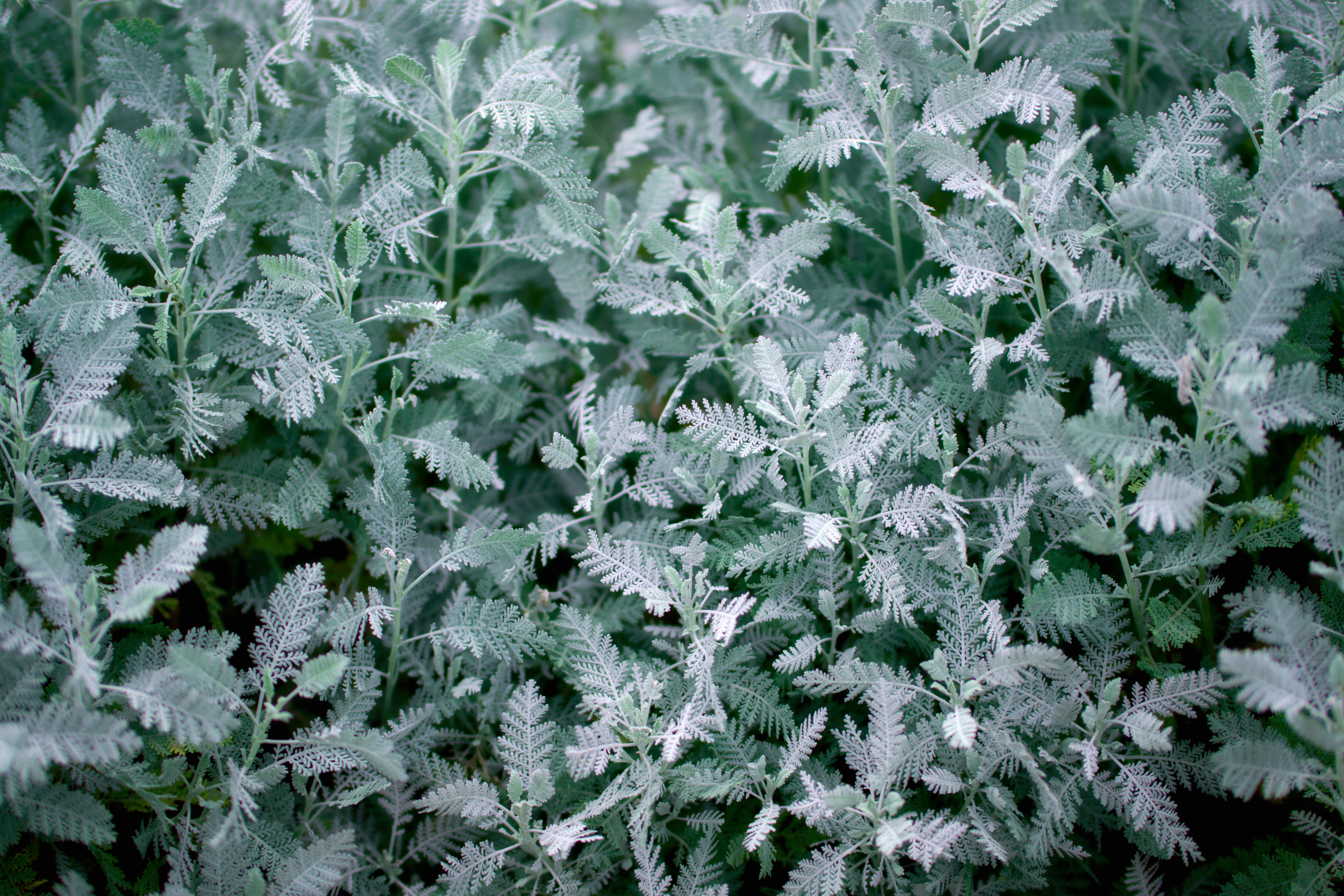 Frost-Kissed Lace: Close-Up of Winter Fern Fronds