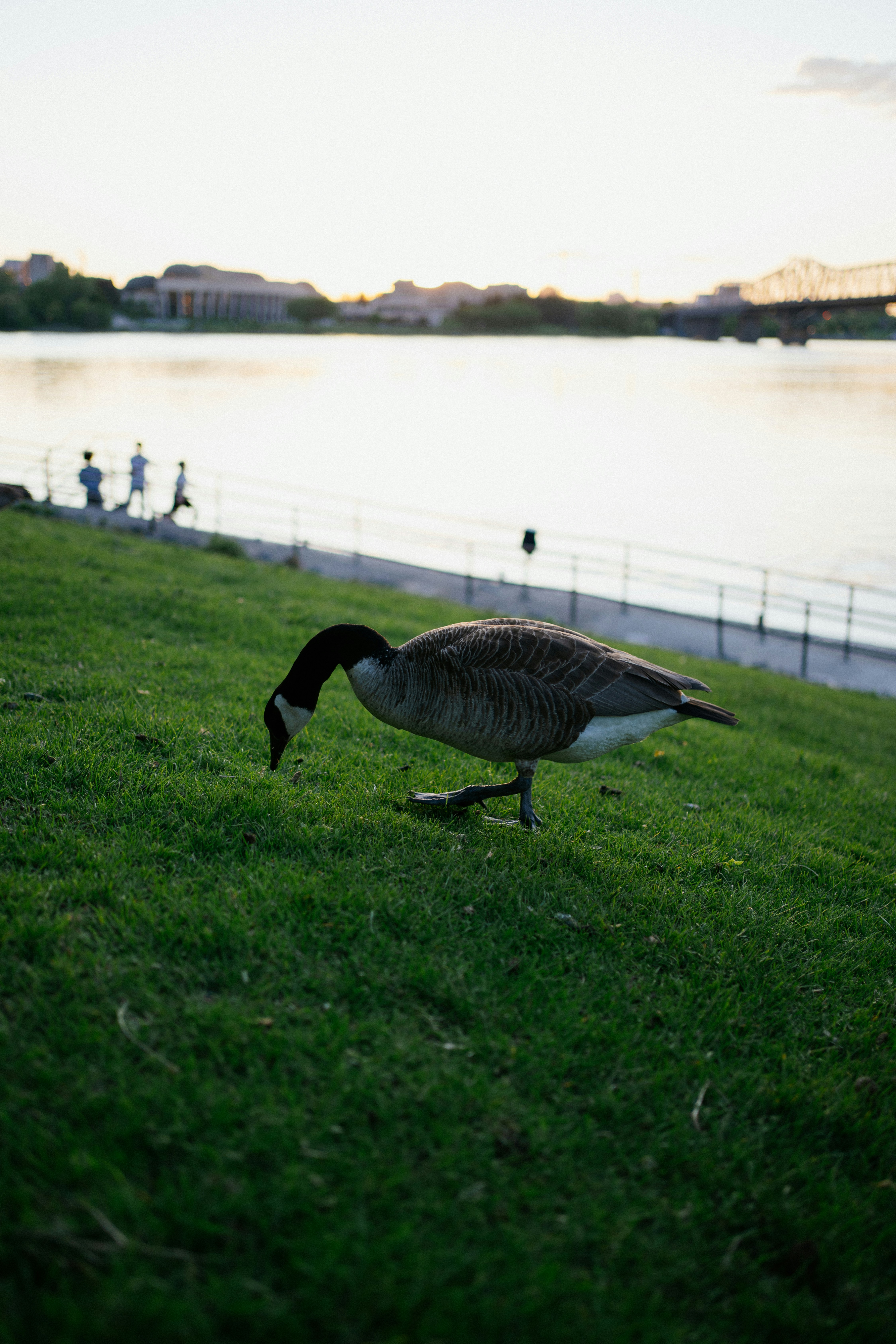 Photo by Alan Ko with Sony Alpha 7 IV