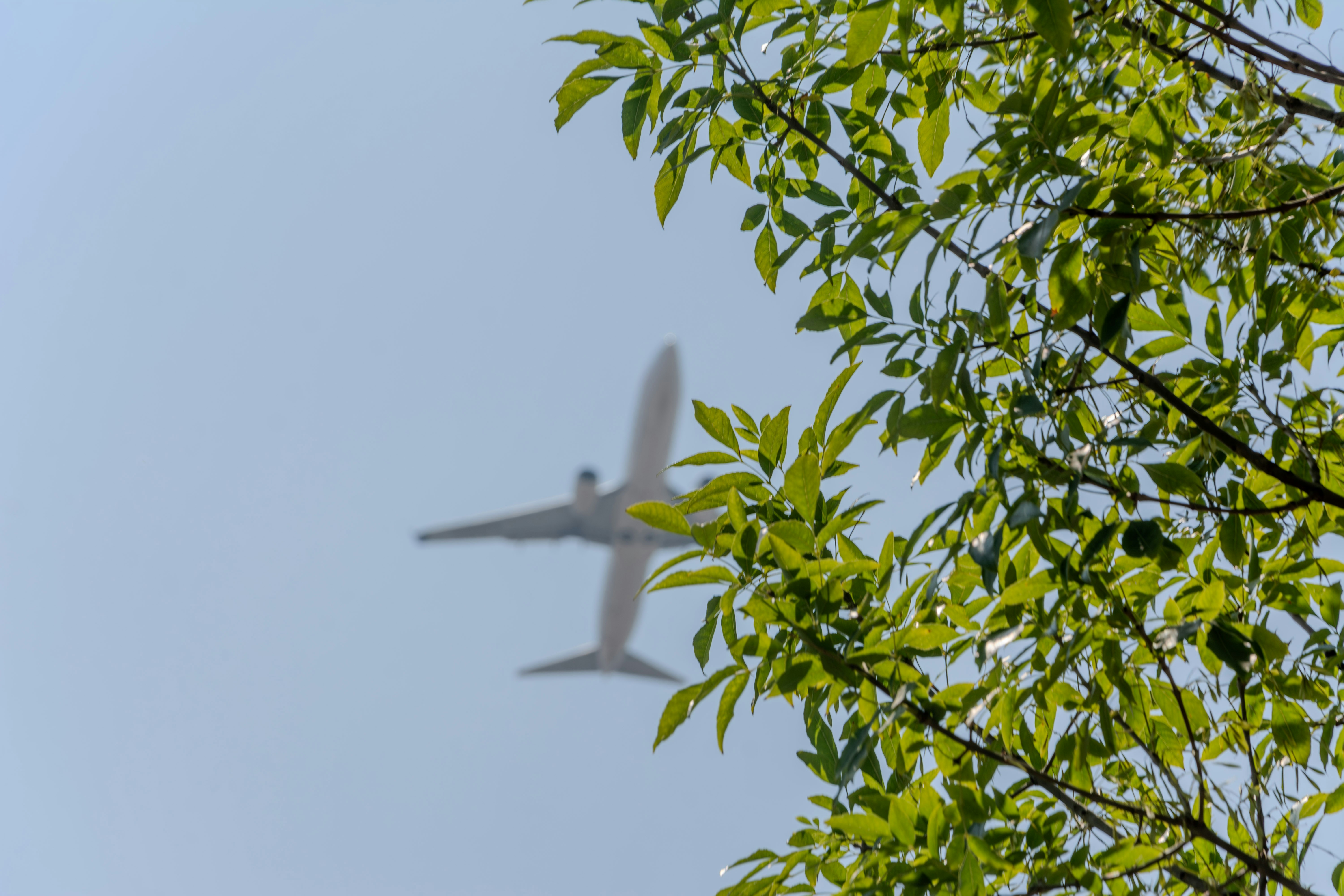 Jet Across the Sky Framed by Green Fronds