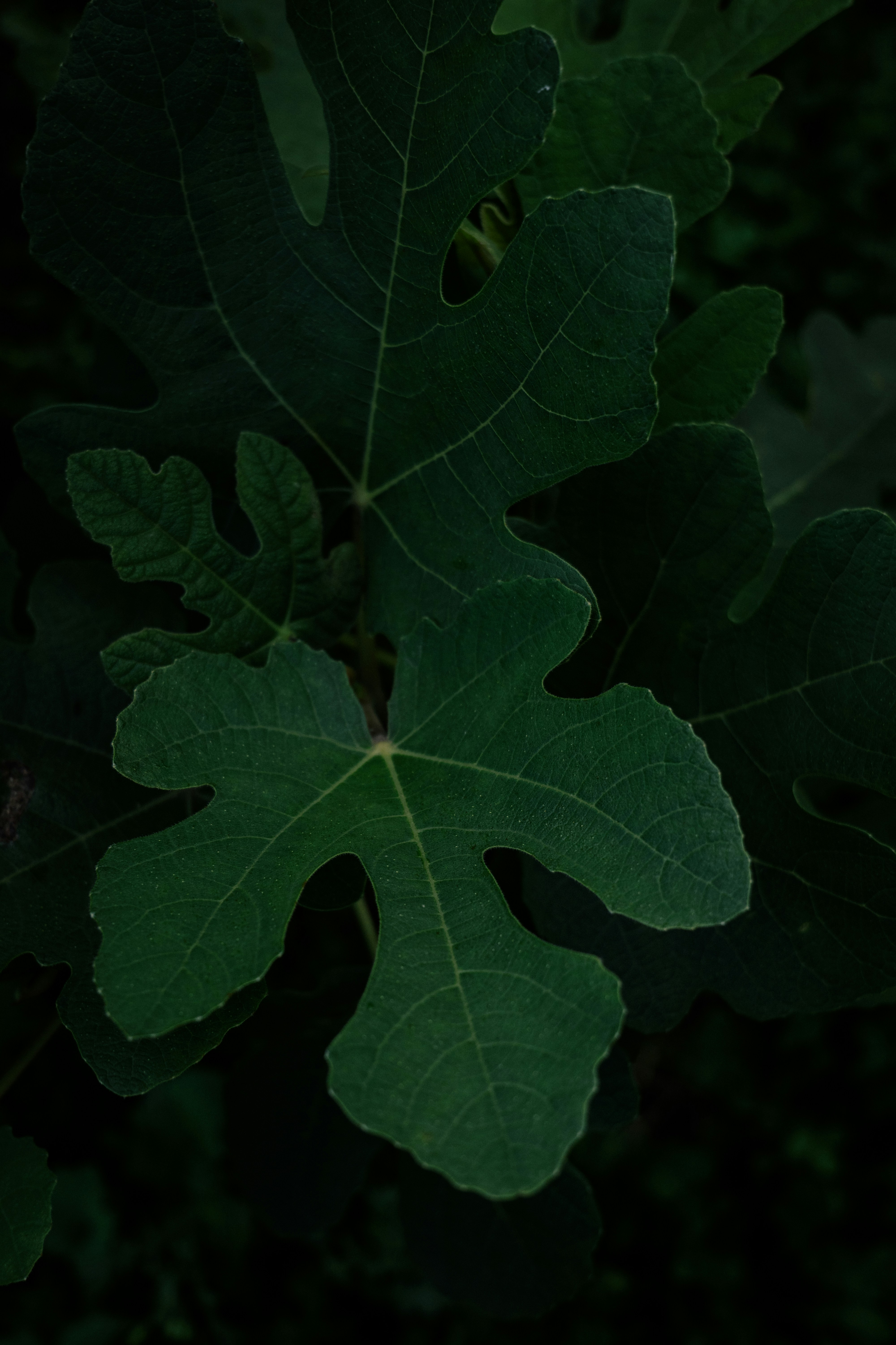 Whispers of the Green Canopy