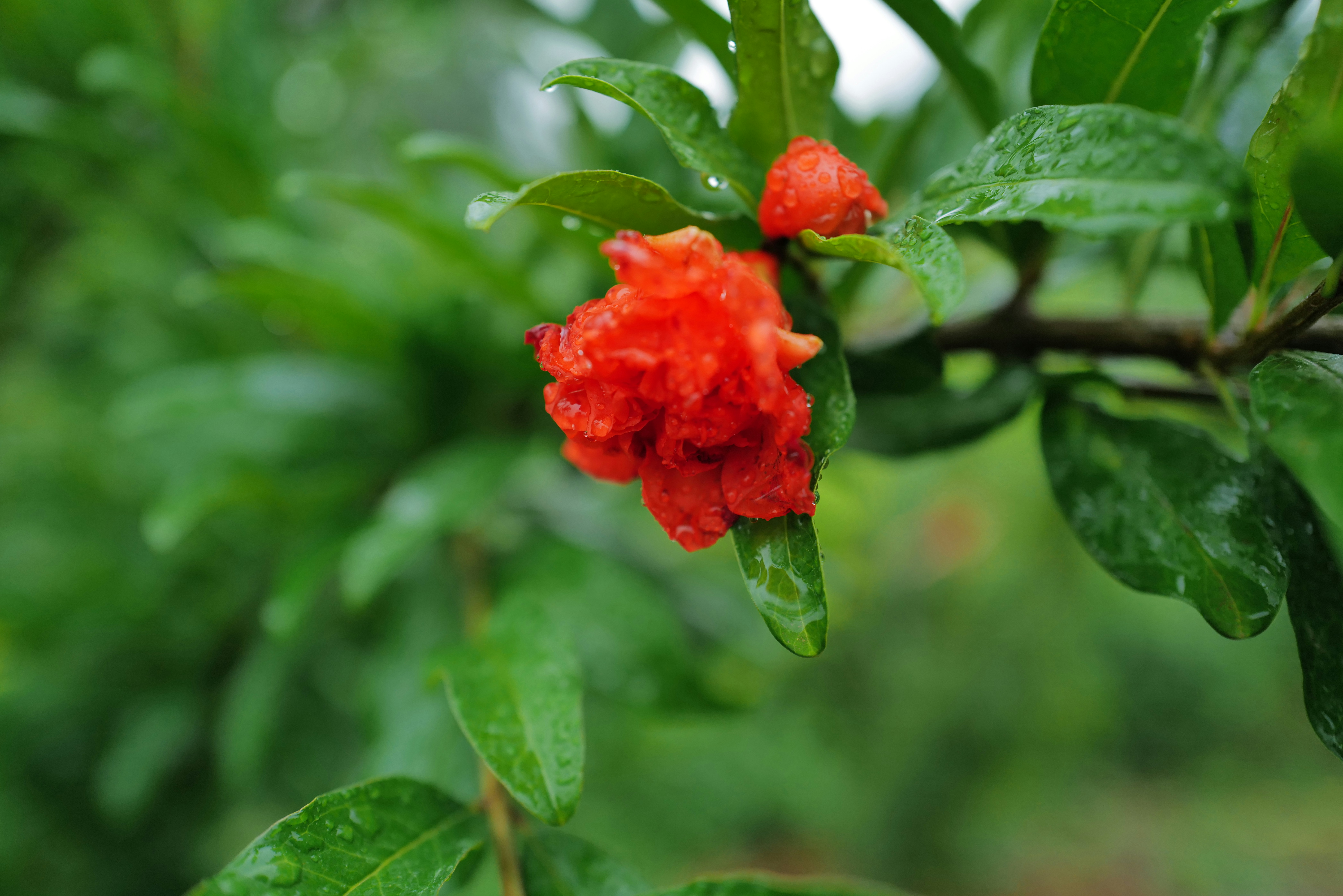 Emerging Pomegranate Blossom After Rain