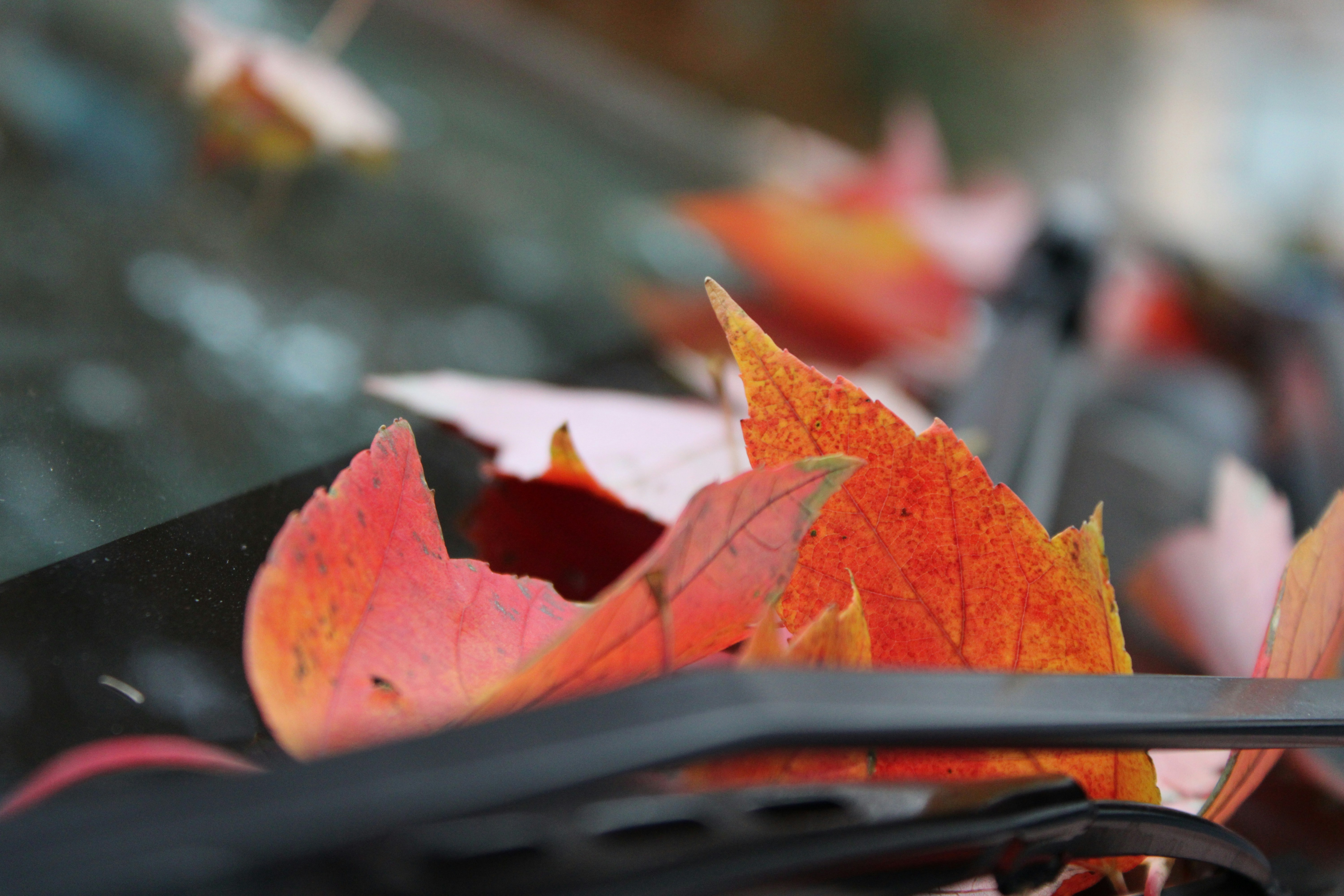 Autumn Leaves Resting on a Windshield