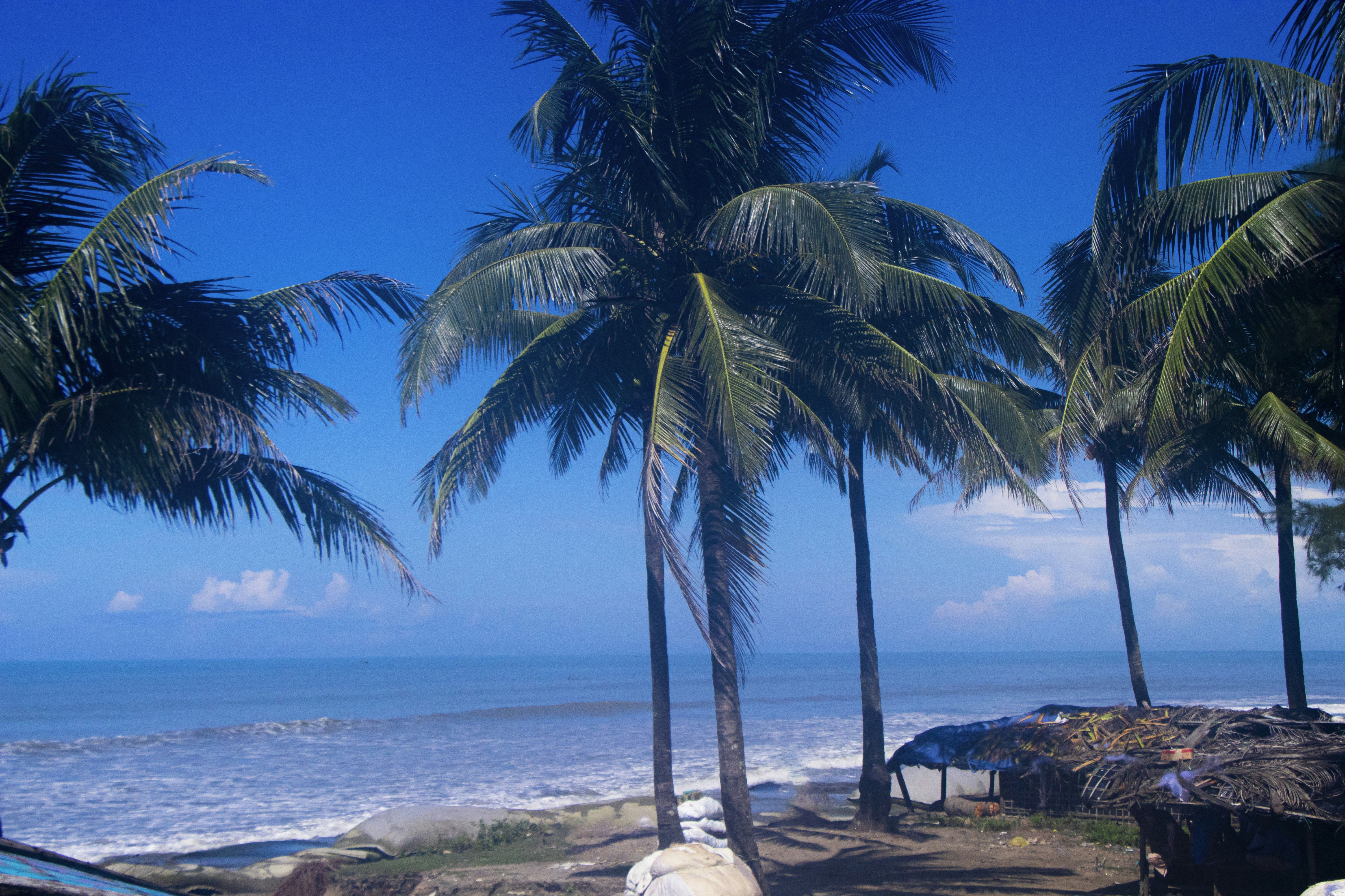 Edge of the Tide: Palm Sentinels Framing a Bright Caribbean Morning