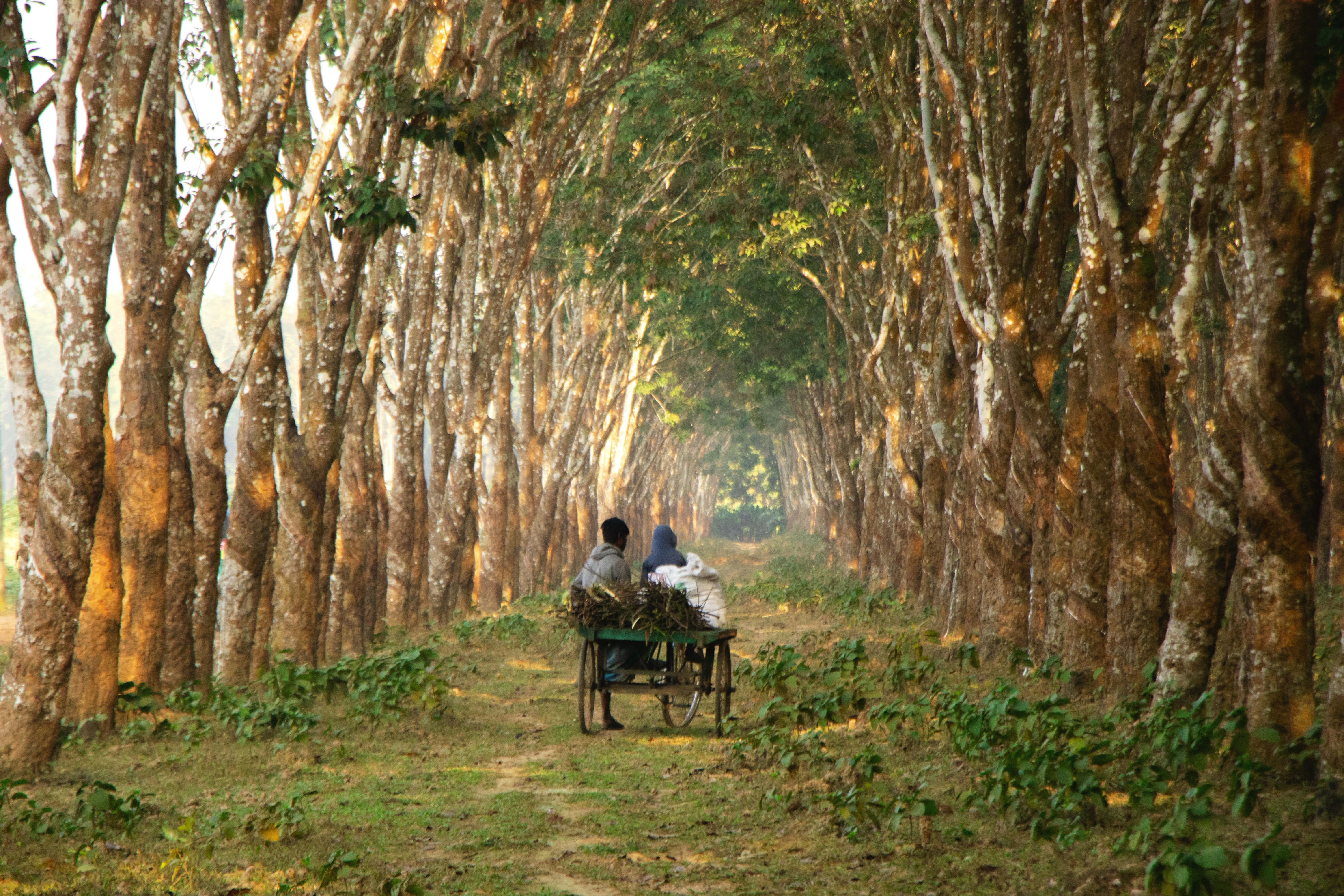 Golden Aisle: Forest Path Carriage in Quiet Light