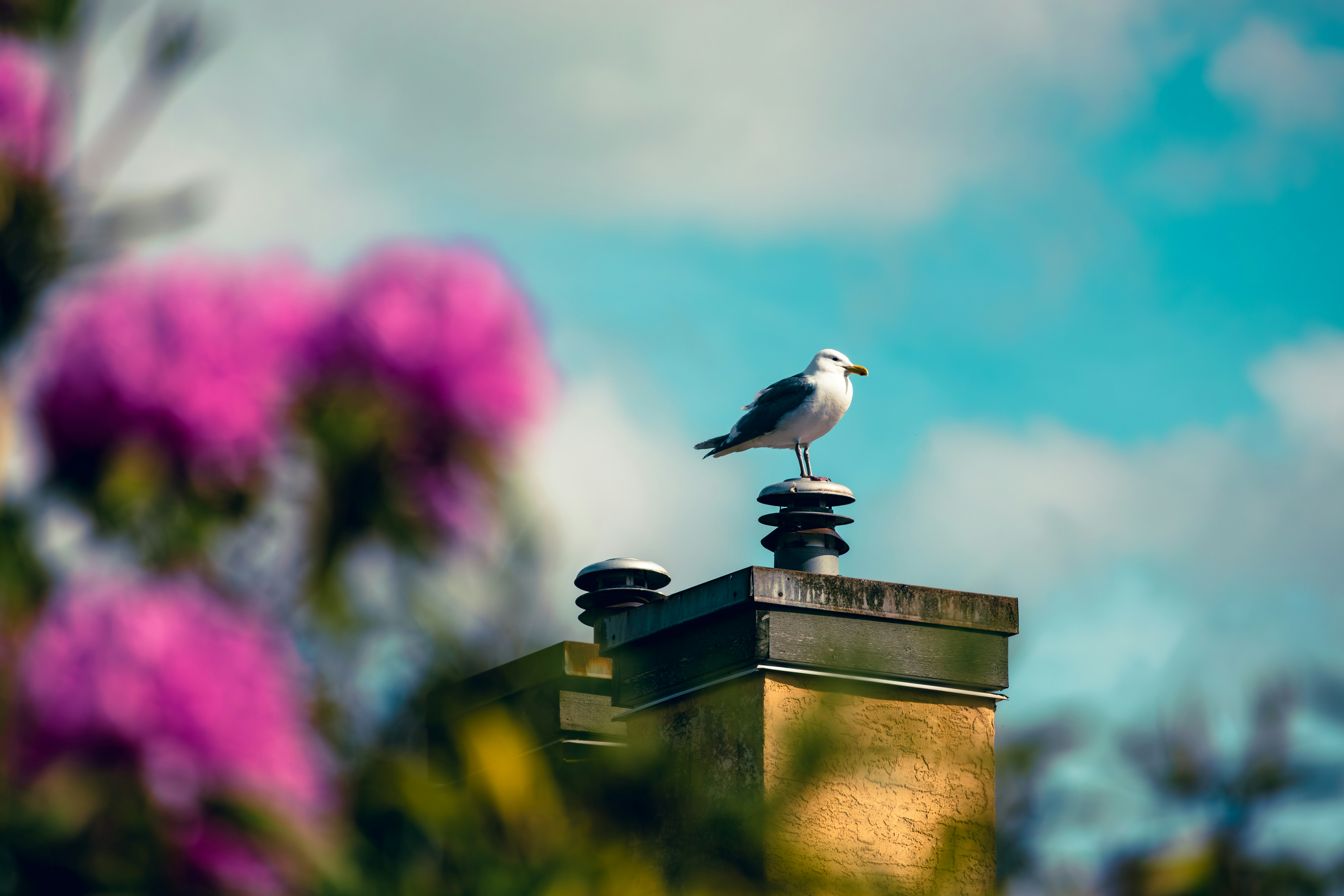 Seagull's Perch: A Moment of Serenity