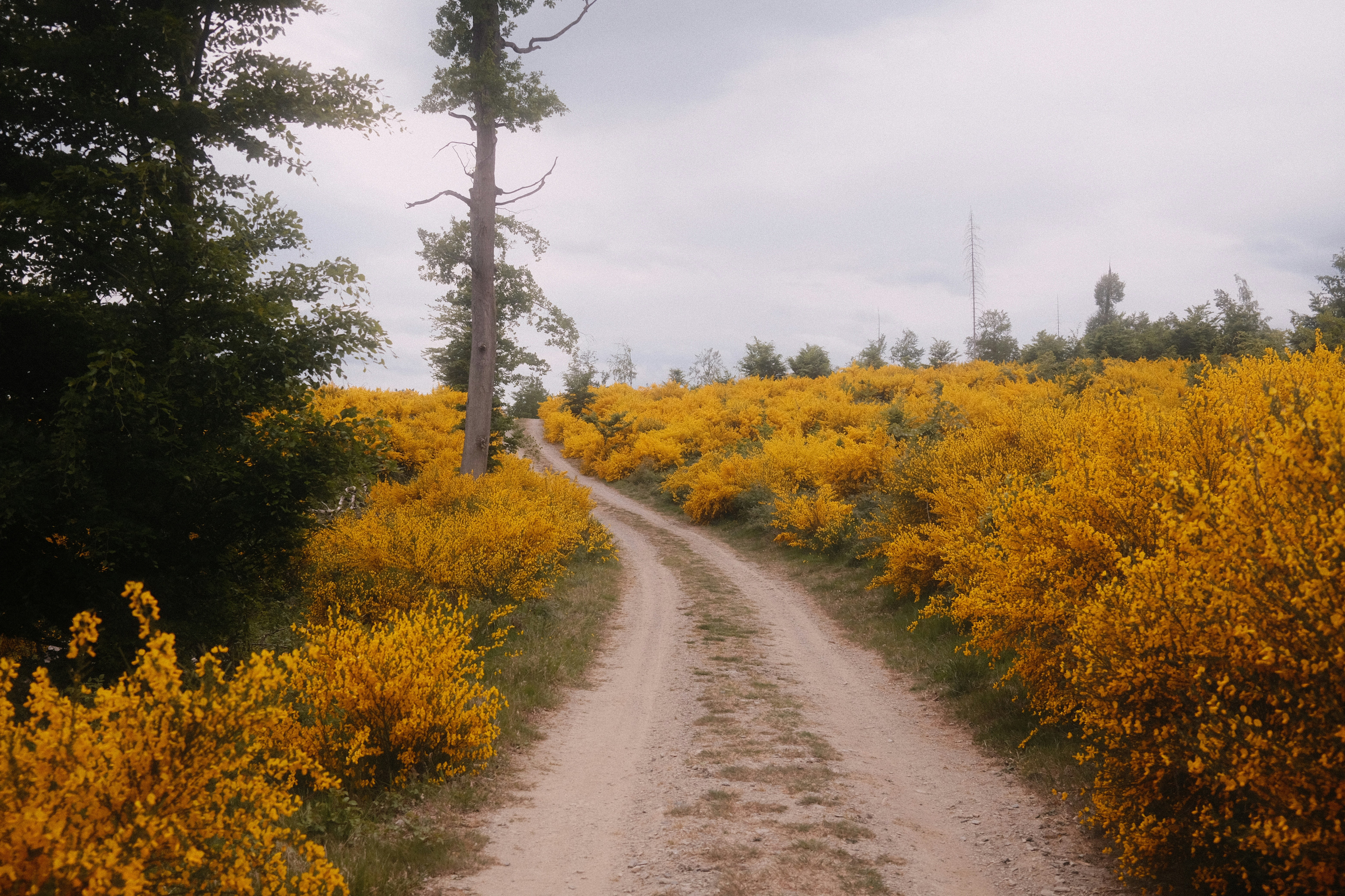 Winding dirt road surrounded by vibrant yellow flowering bushes under a cloudy sky. A serene journey through nature's beauty.