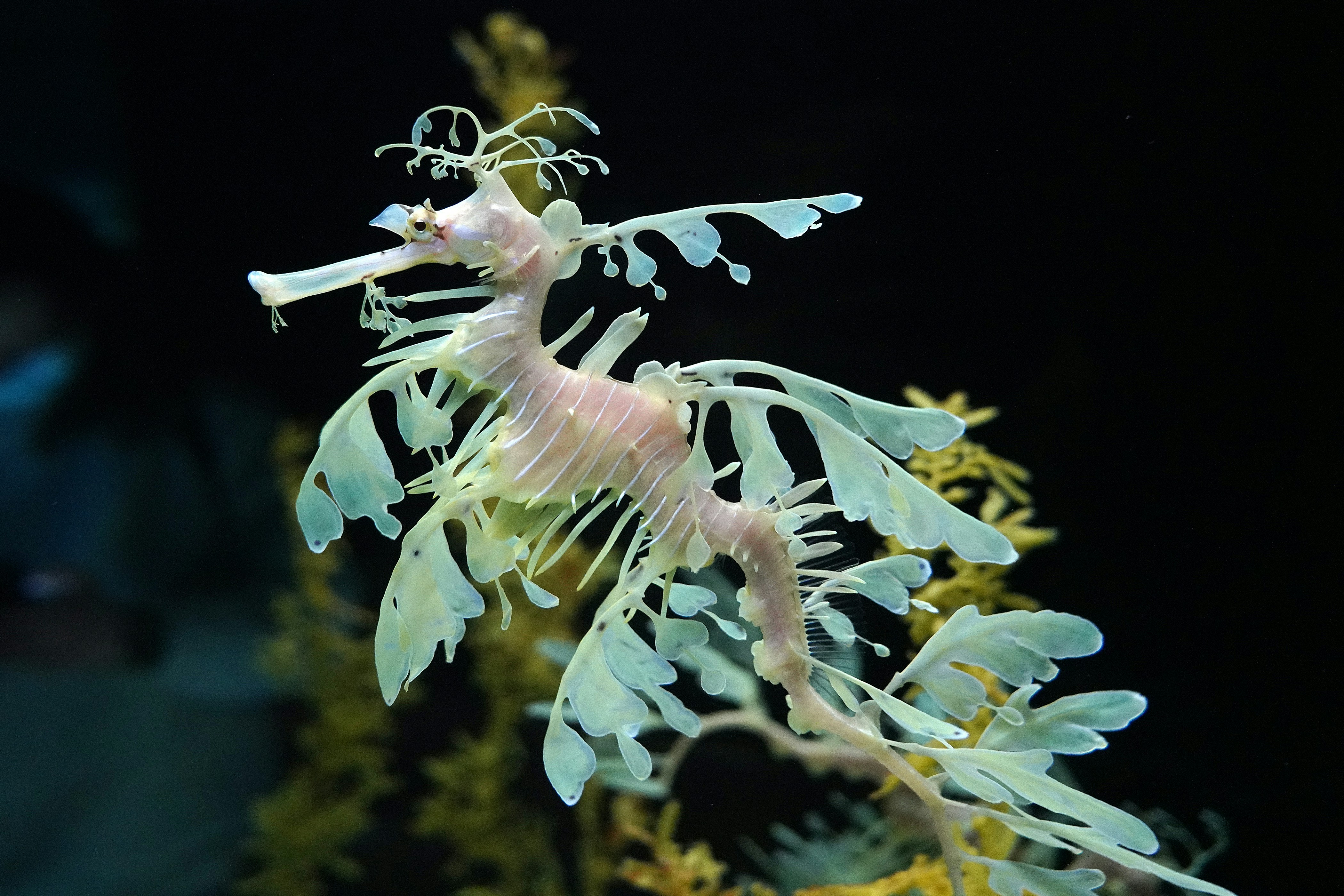 A leafy seadragon floats in the water.