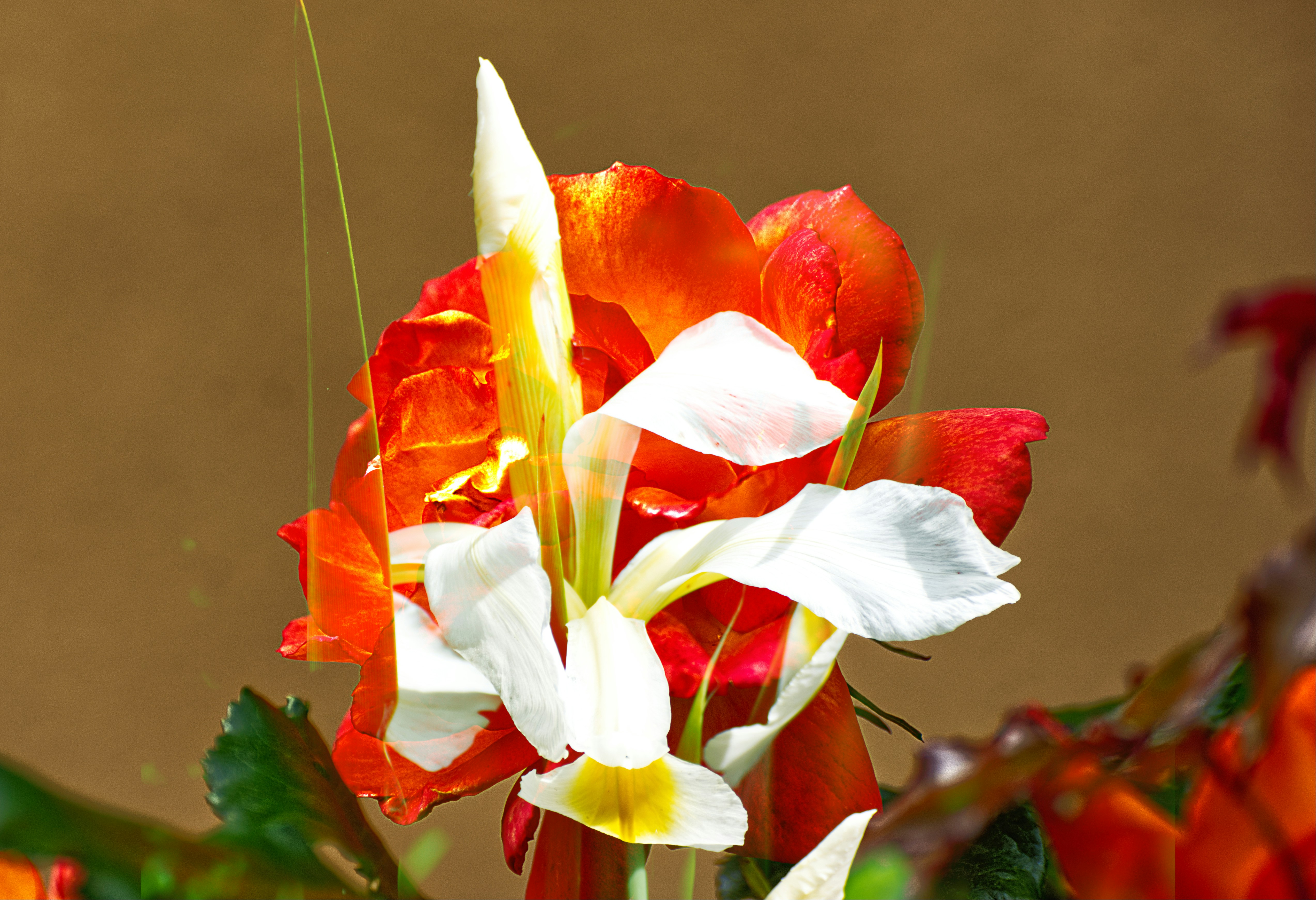 Colorful Iris Bouquet in Soft Studio Light