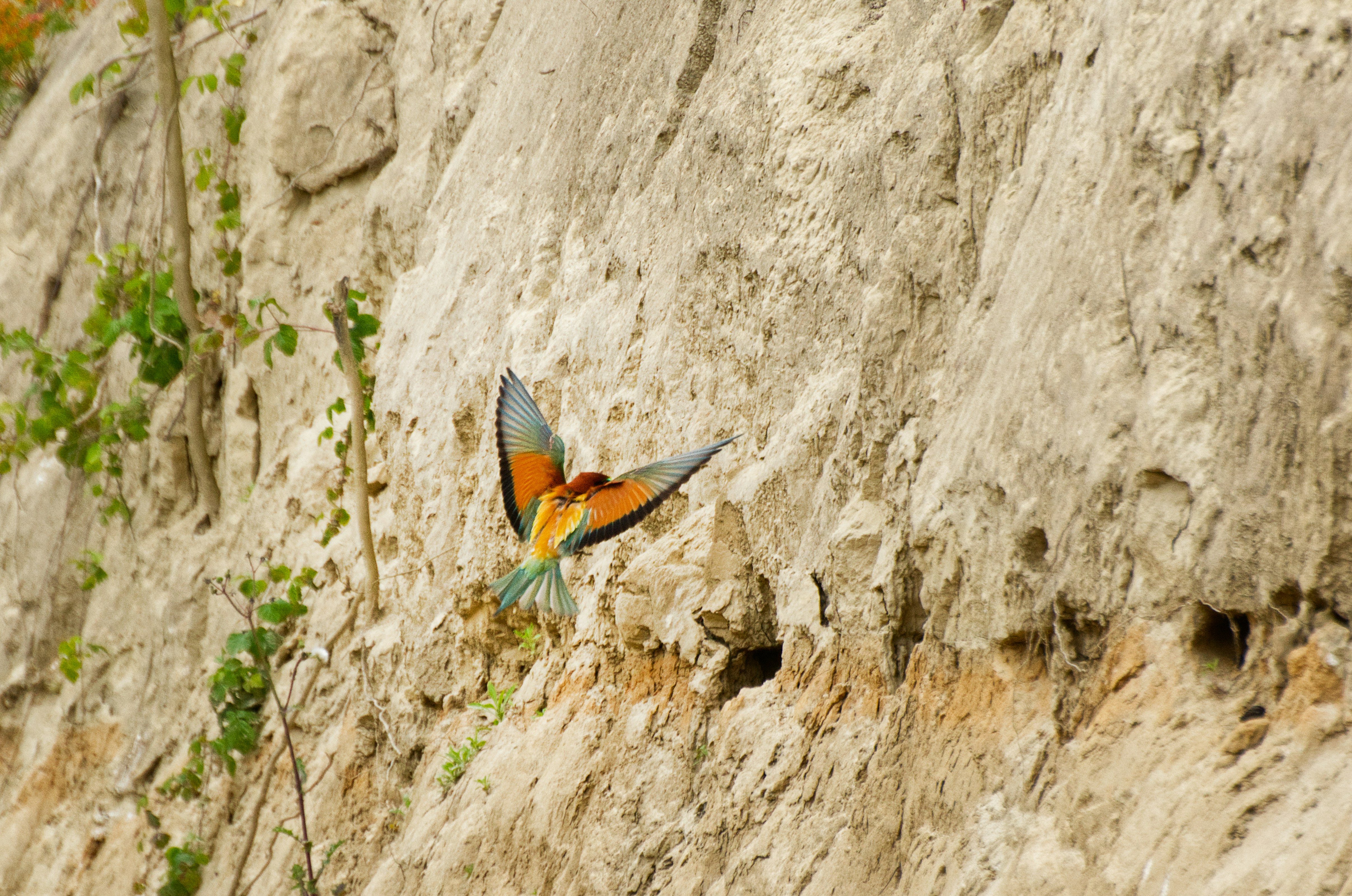 Orange-tailed Glider in a Rough Cliffscape