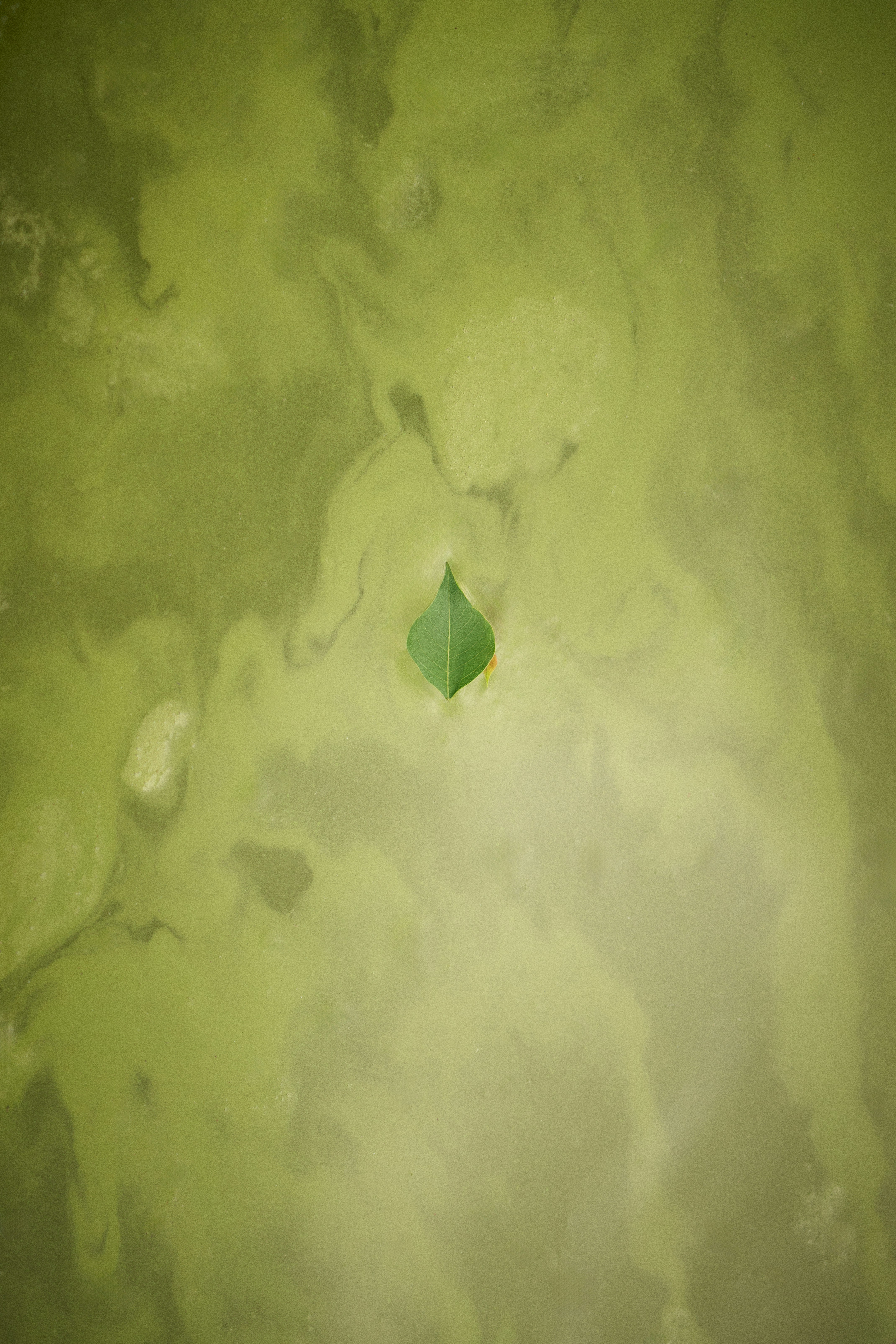 Verdant Center: A solitary leaf against lime-green texture