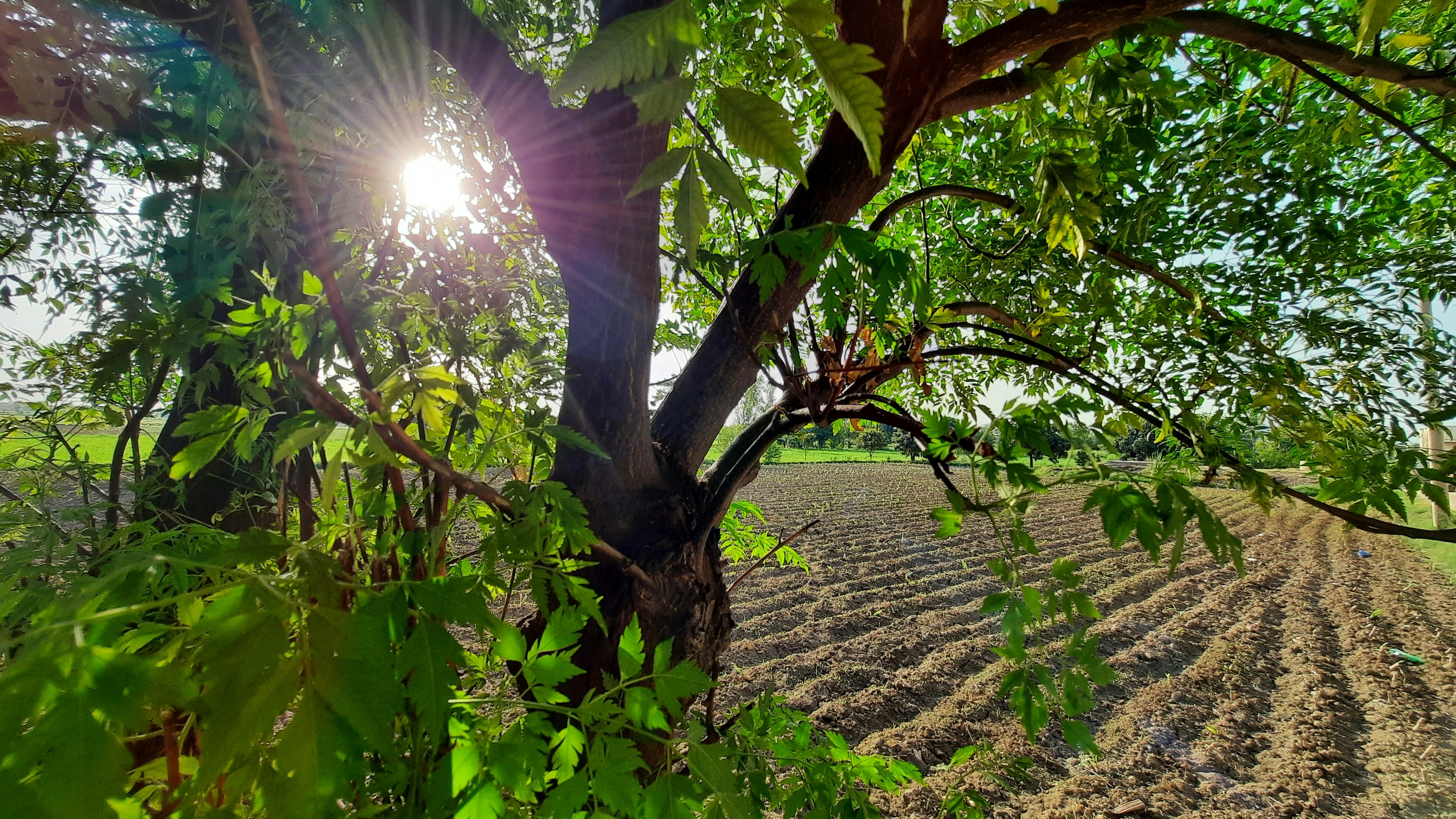 Sunburst Through Verdant Canopy Over a Plowed Field