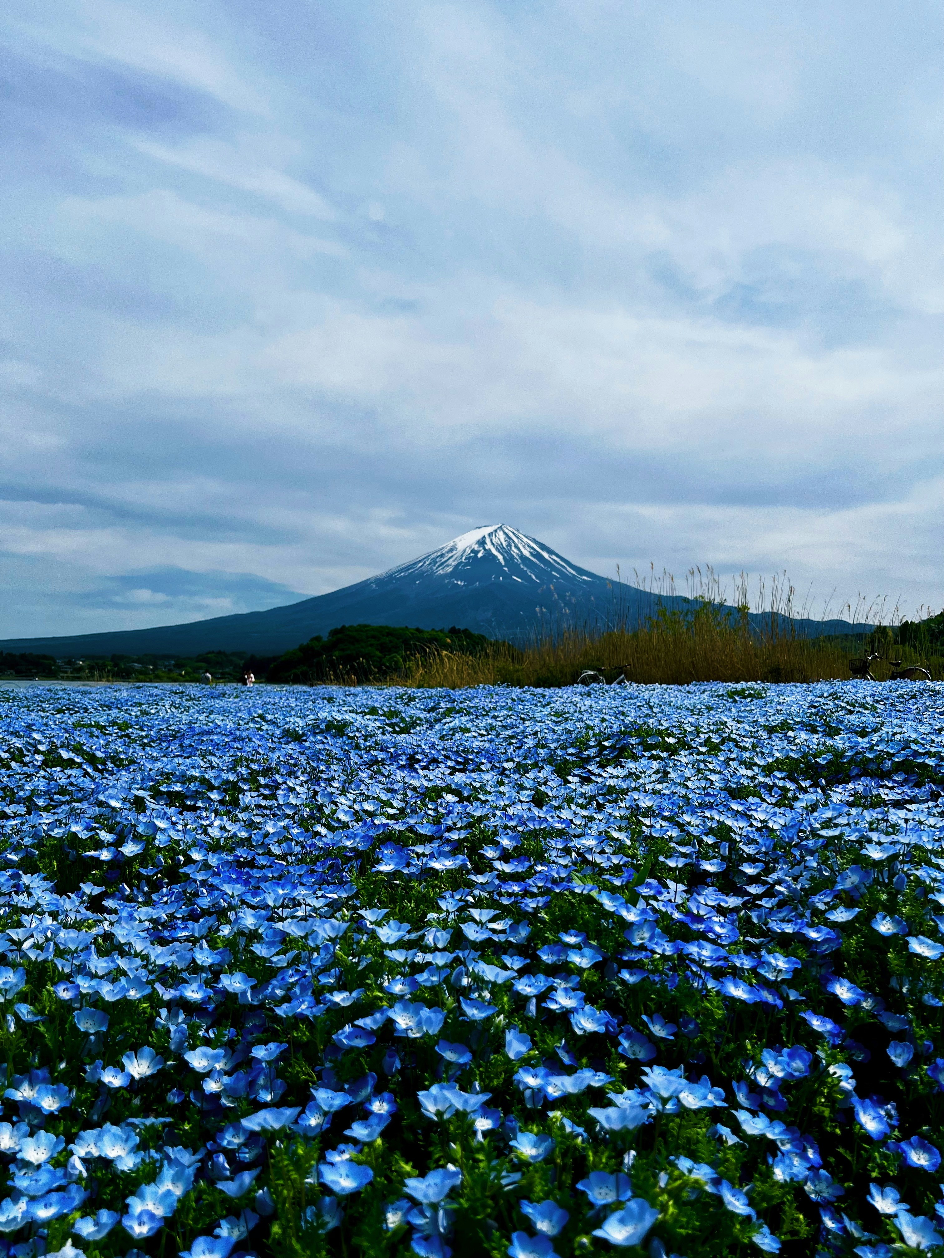 Mountain fuji rises above a carpet of blue flowers. photo – Free Japan ...