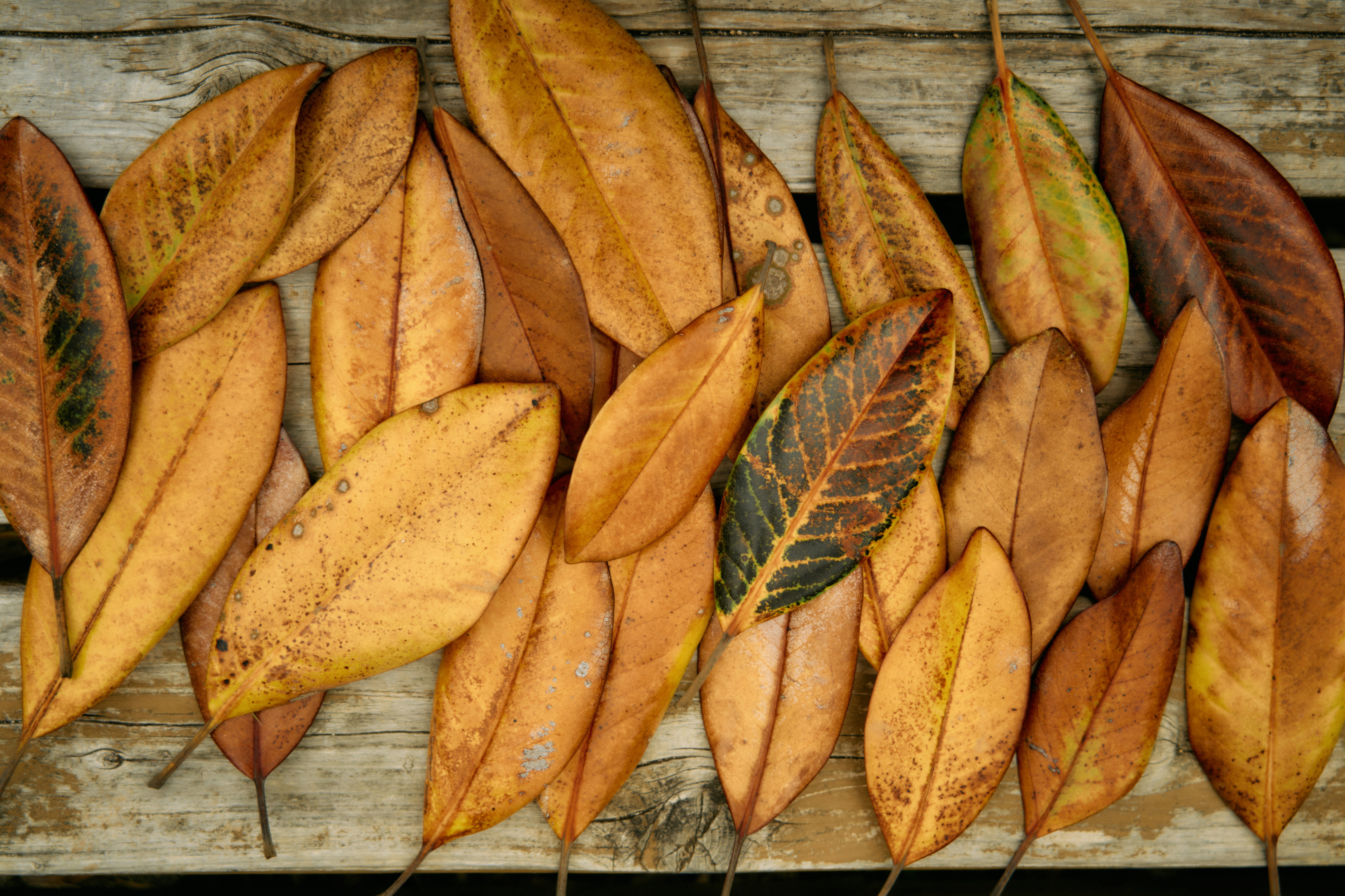 Autumn's Quiet Palette: Fallen Leaves on Weathered Wood