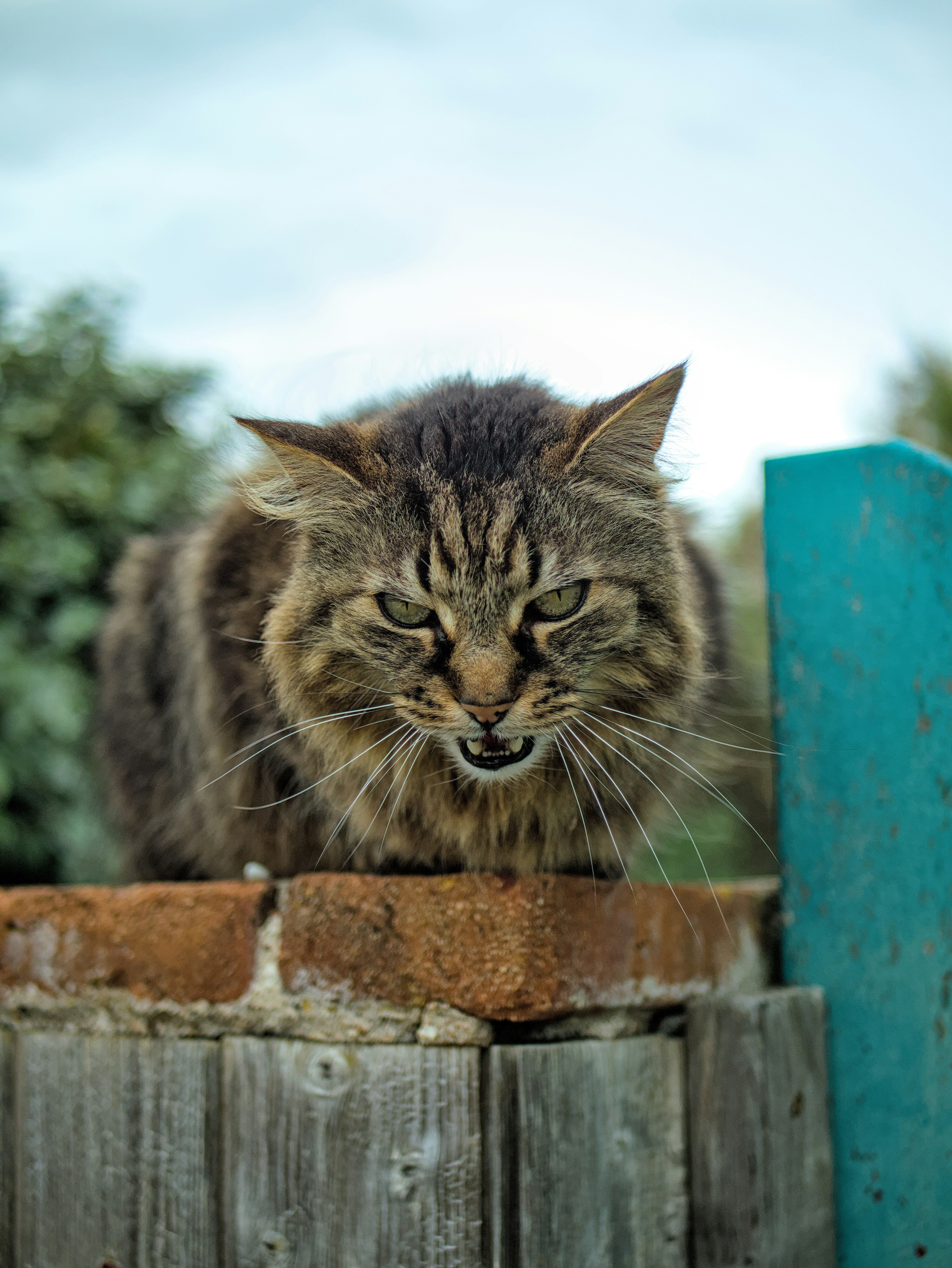 Staring Down the Fence: a Hushed Moment of a Brink-Stub Cat
