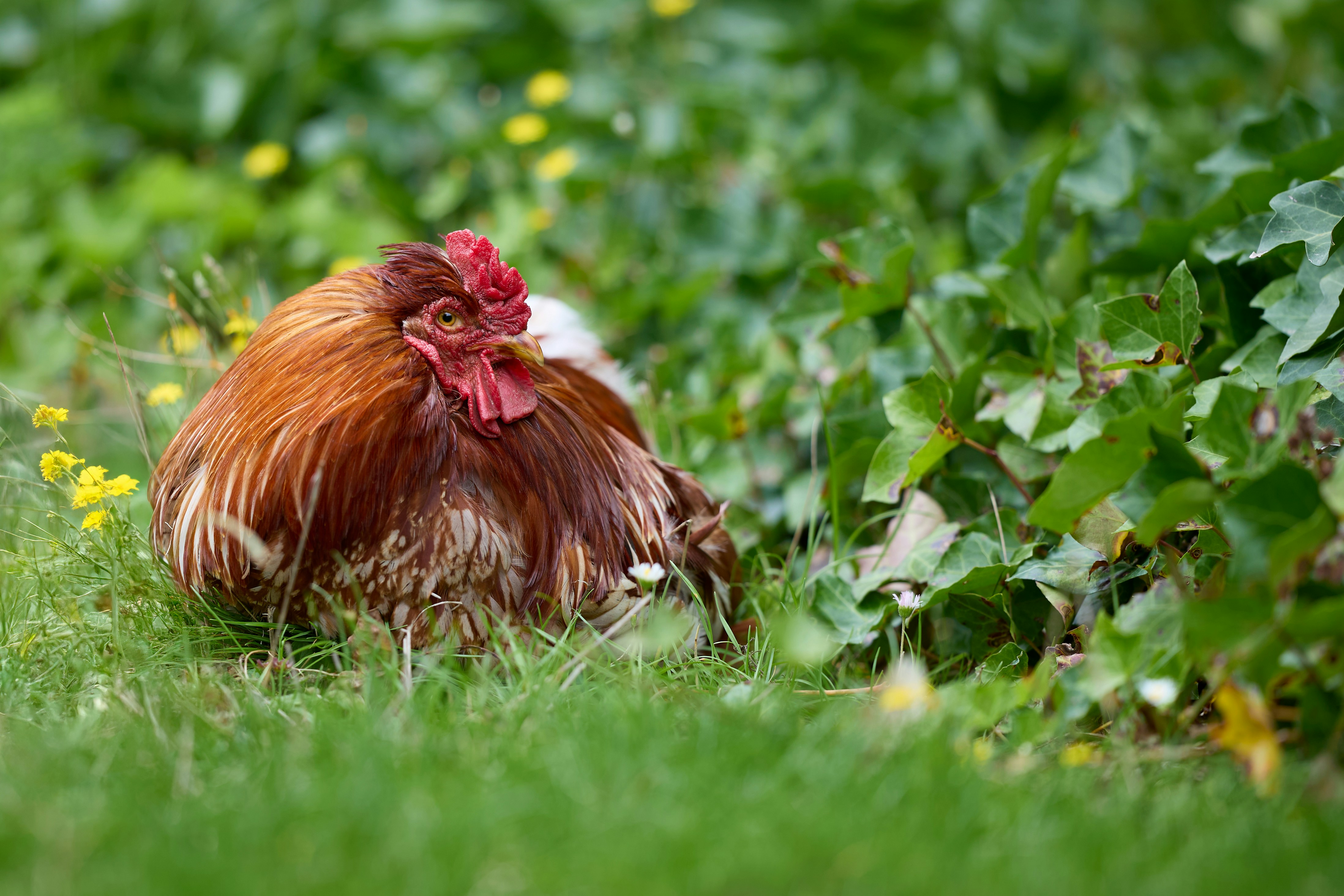 Quiet Red Hen Amid Spring Greens and Yellow Blooms