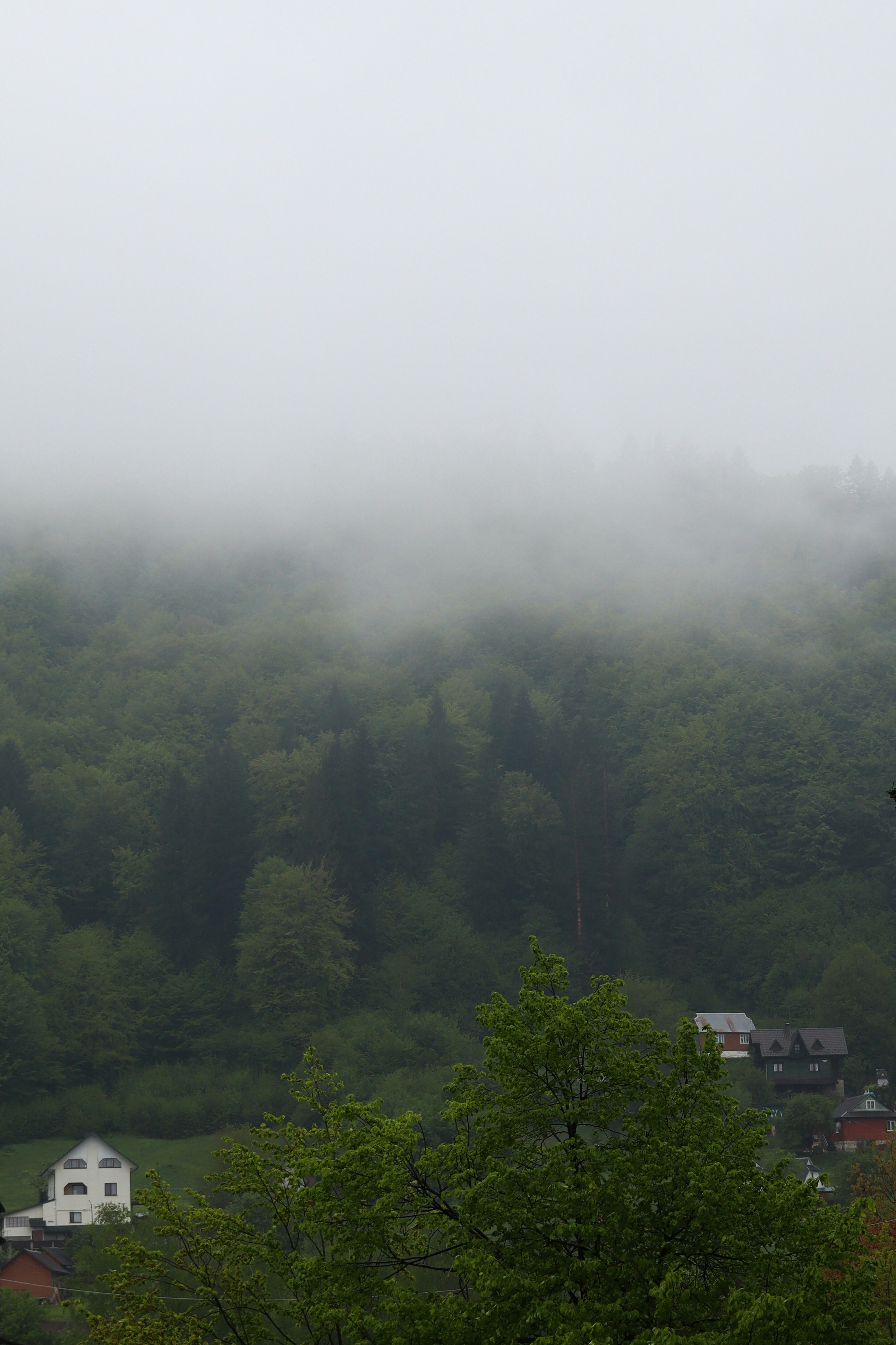 Mist on the Crest: A Fog-Wrapped Forest Embraces a Hilltop Village
