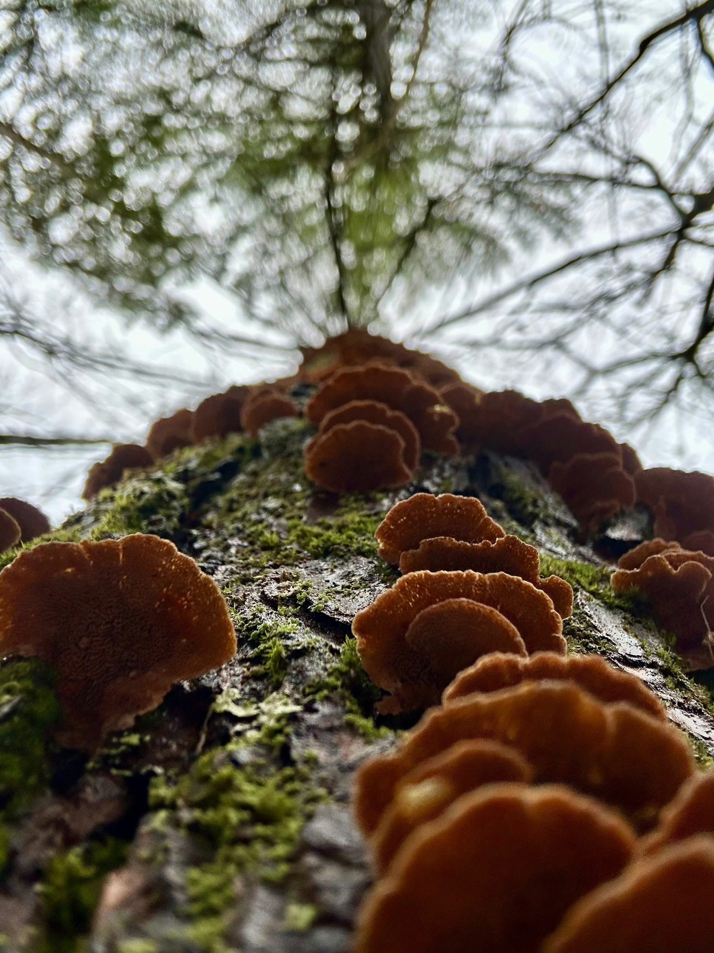 Fungal Ascension: Nature's Vertical Canvas