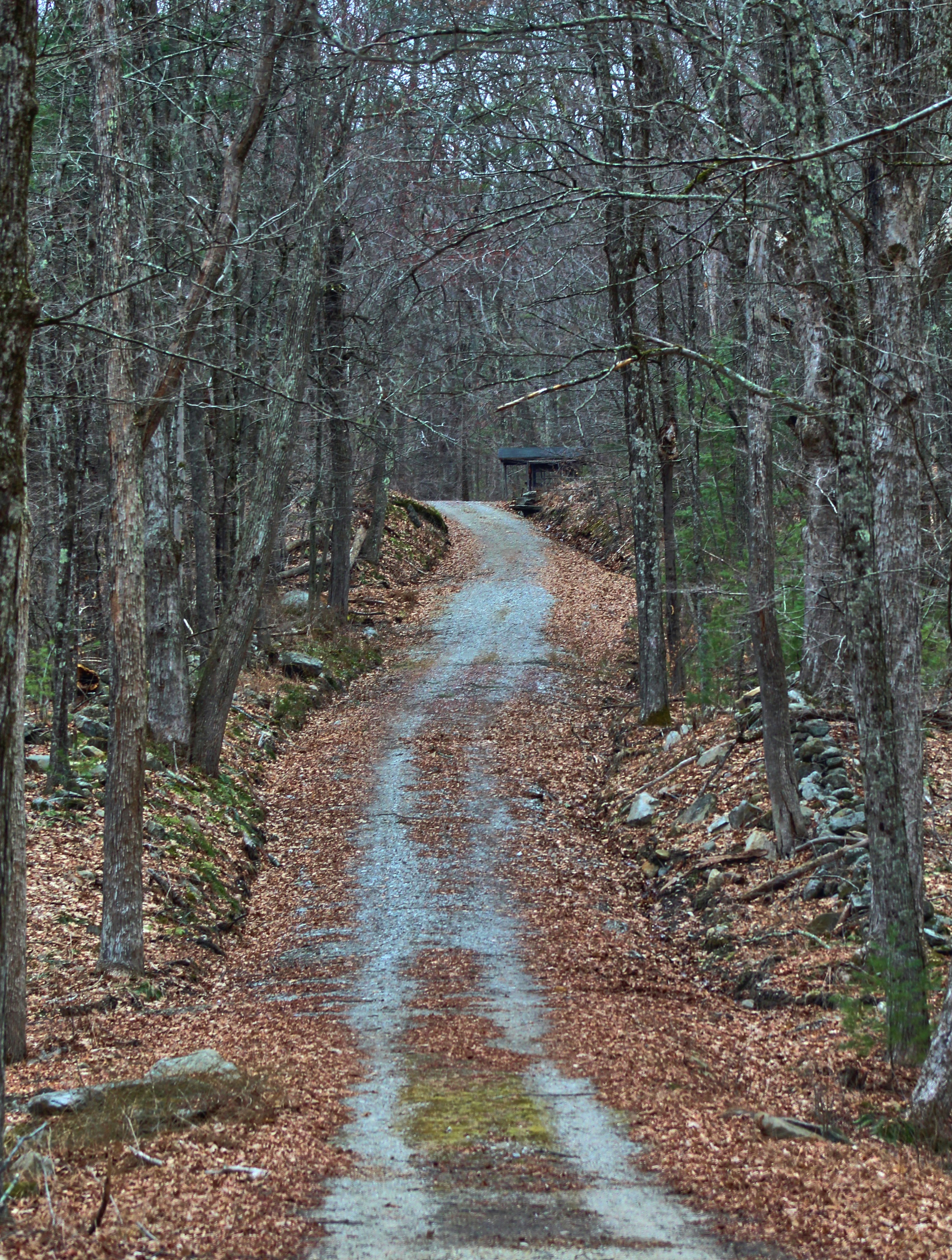 Forest Path to the Hidden Bridge