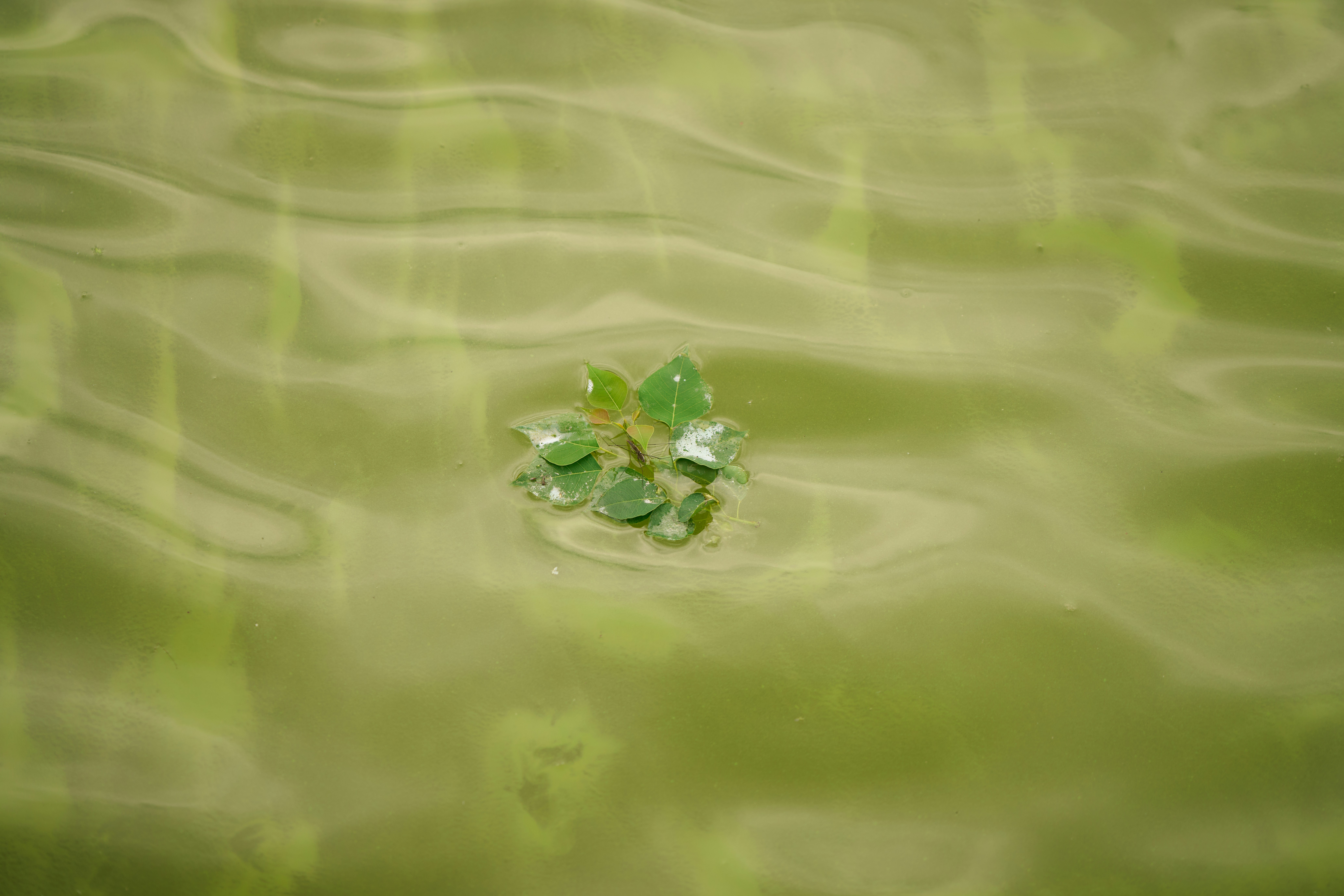 Isolated Green Melancholy: A Floating Leaf Cluster on Lime Haze