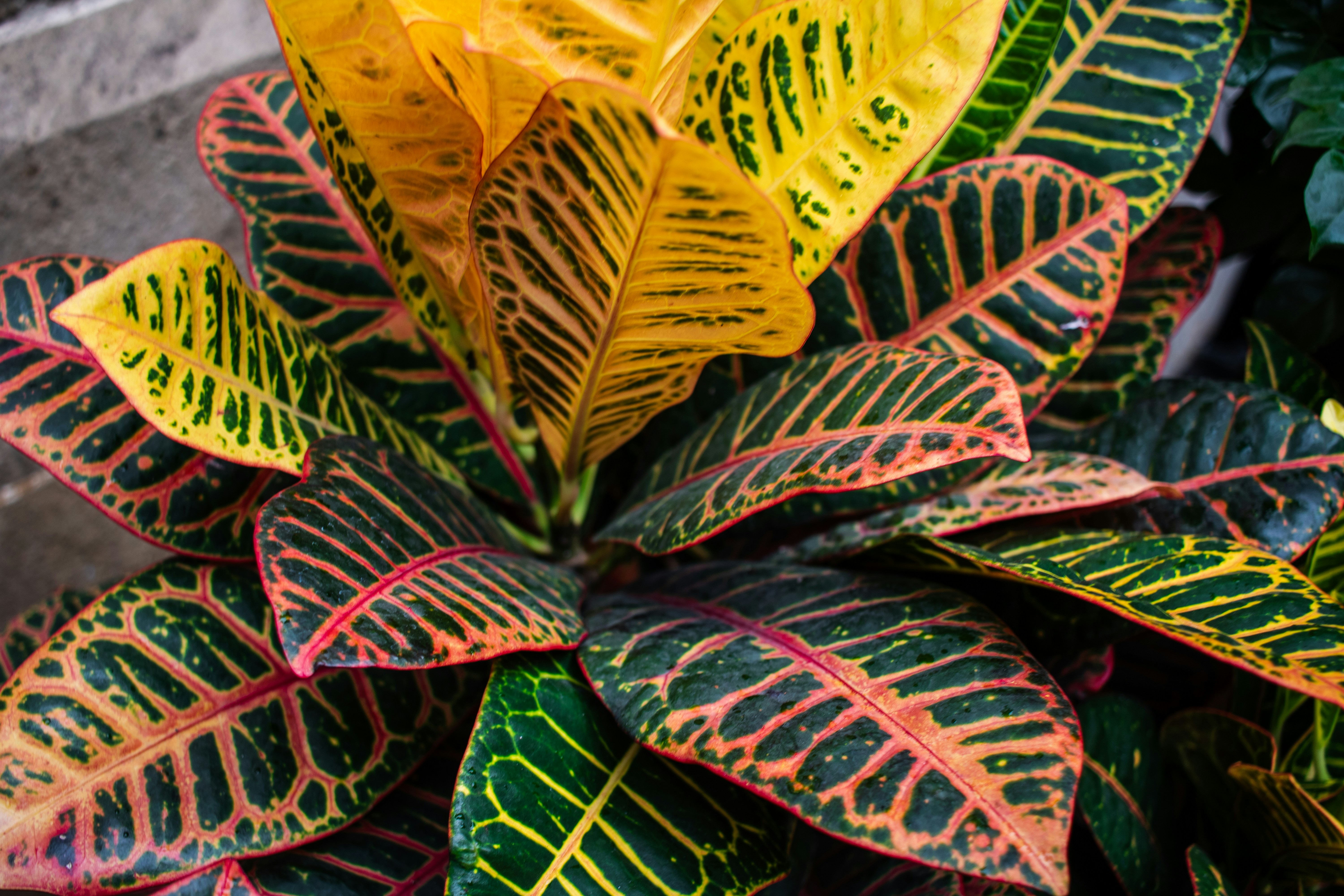 Beautiful croton plant with colorful leaves. photo – Free Wallpaper ...