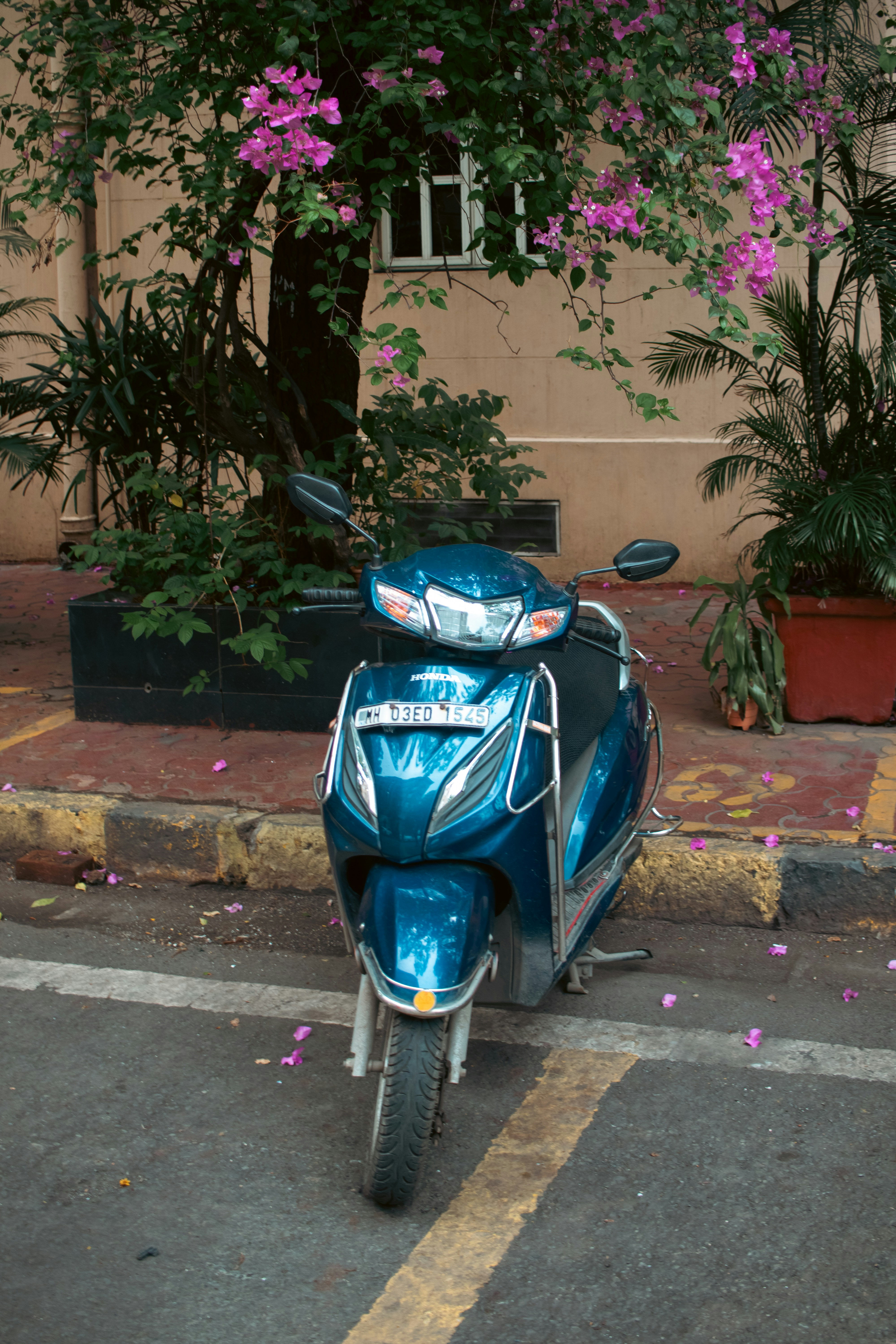 Cobalt Scooter Beneath Magenta Bougainvillea on a Quiet Street