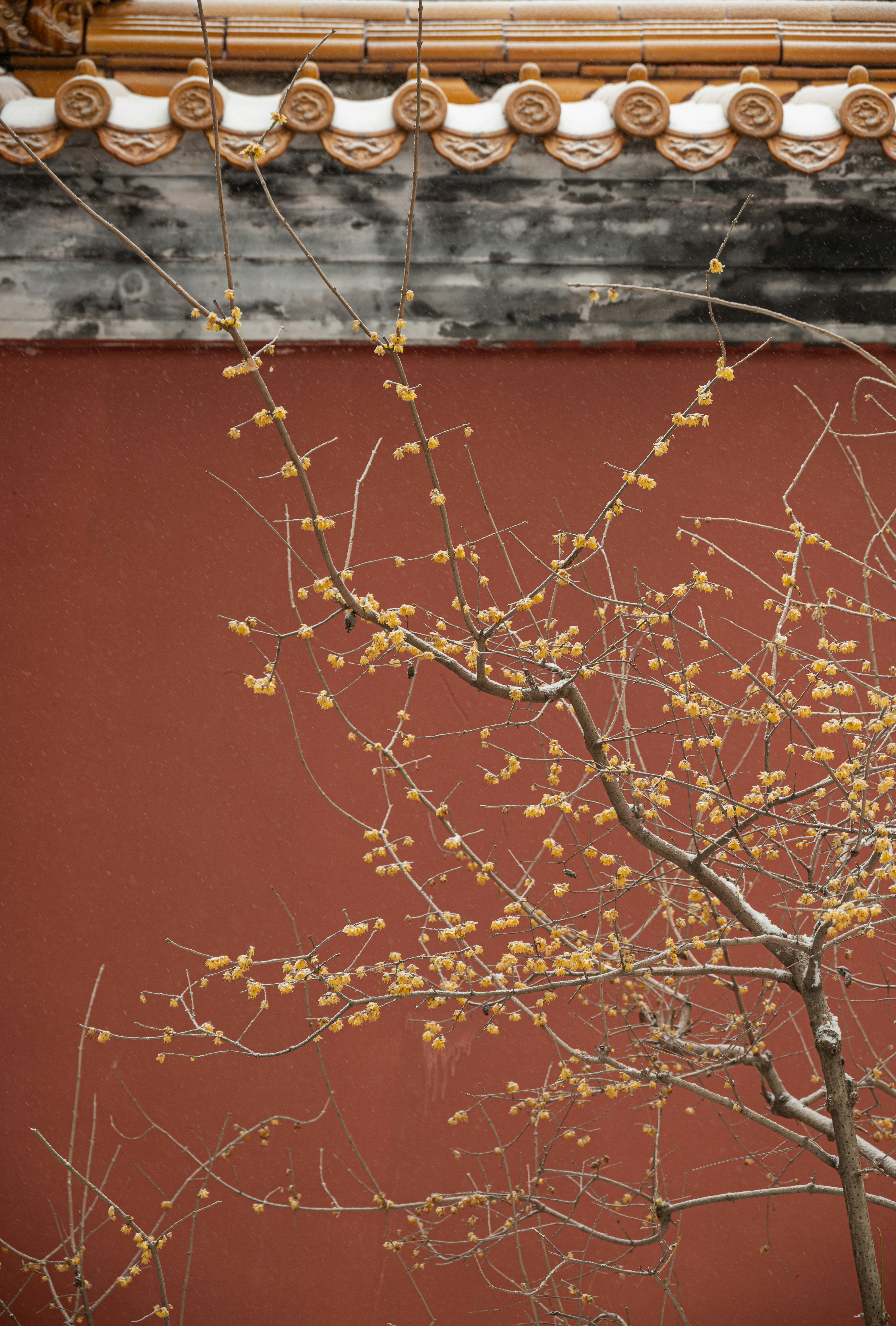 Delicate branches adorned with yellow buds contrast against a rich red wall, evoking a sense of quiet beauty in winter. Snow lightly dusts the scene.