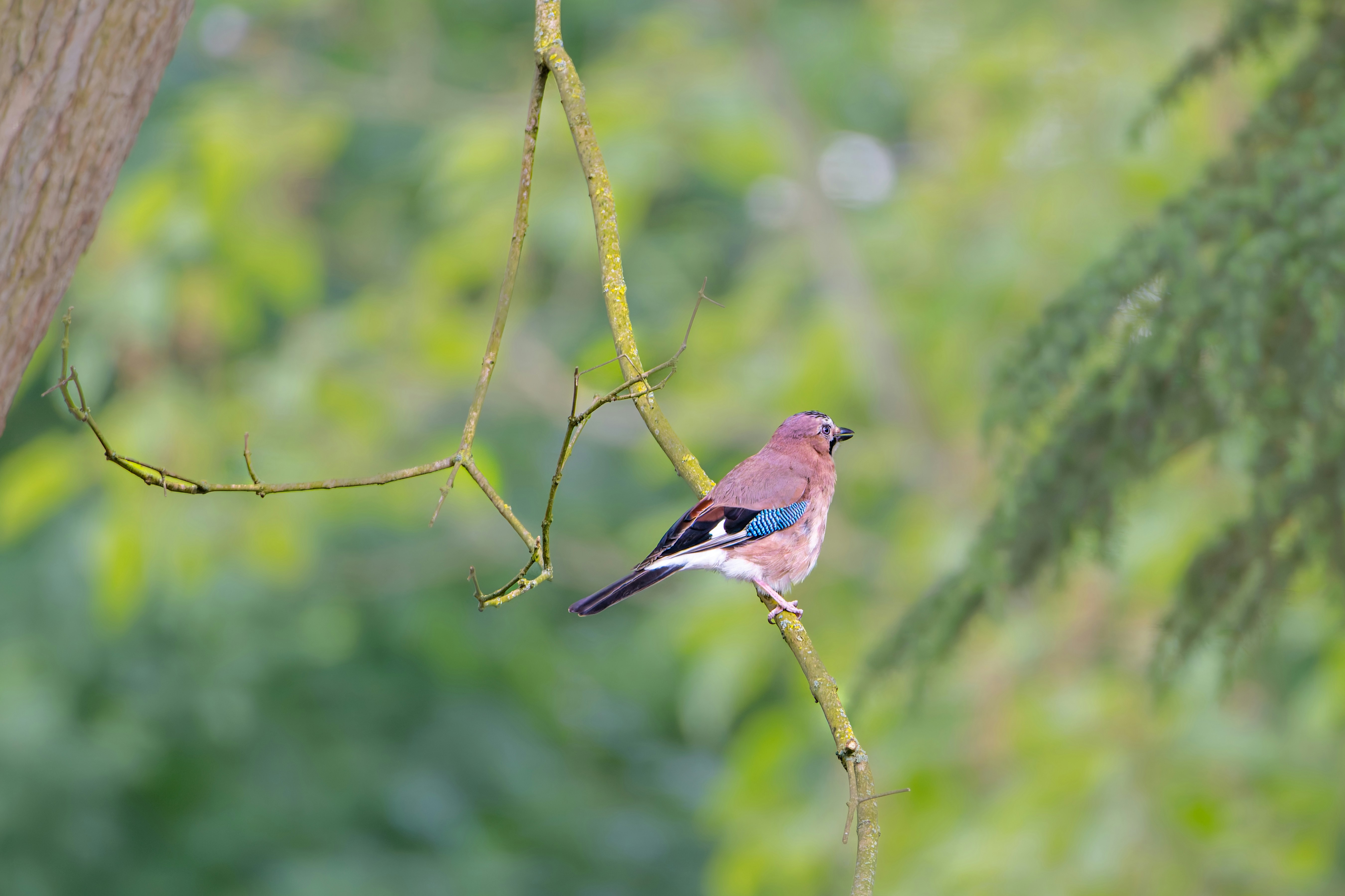 Perched Elegance: A Jay's Quiet Moment