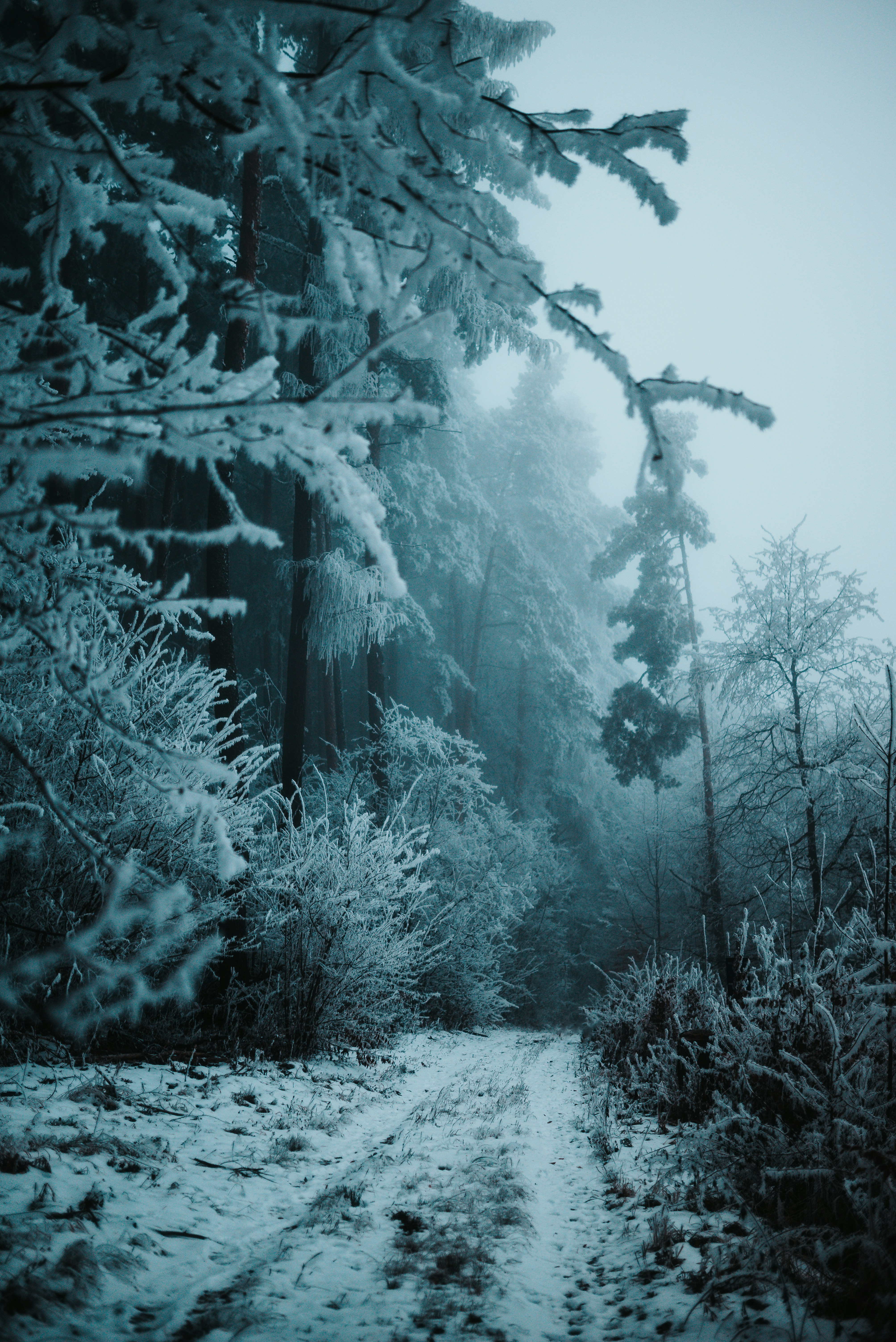 Winter landscape | Snowy path winds through a frosted forest.