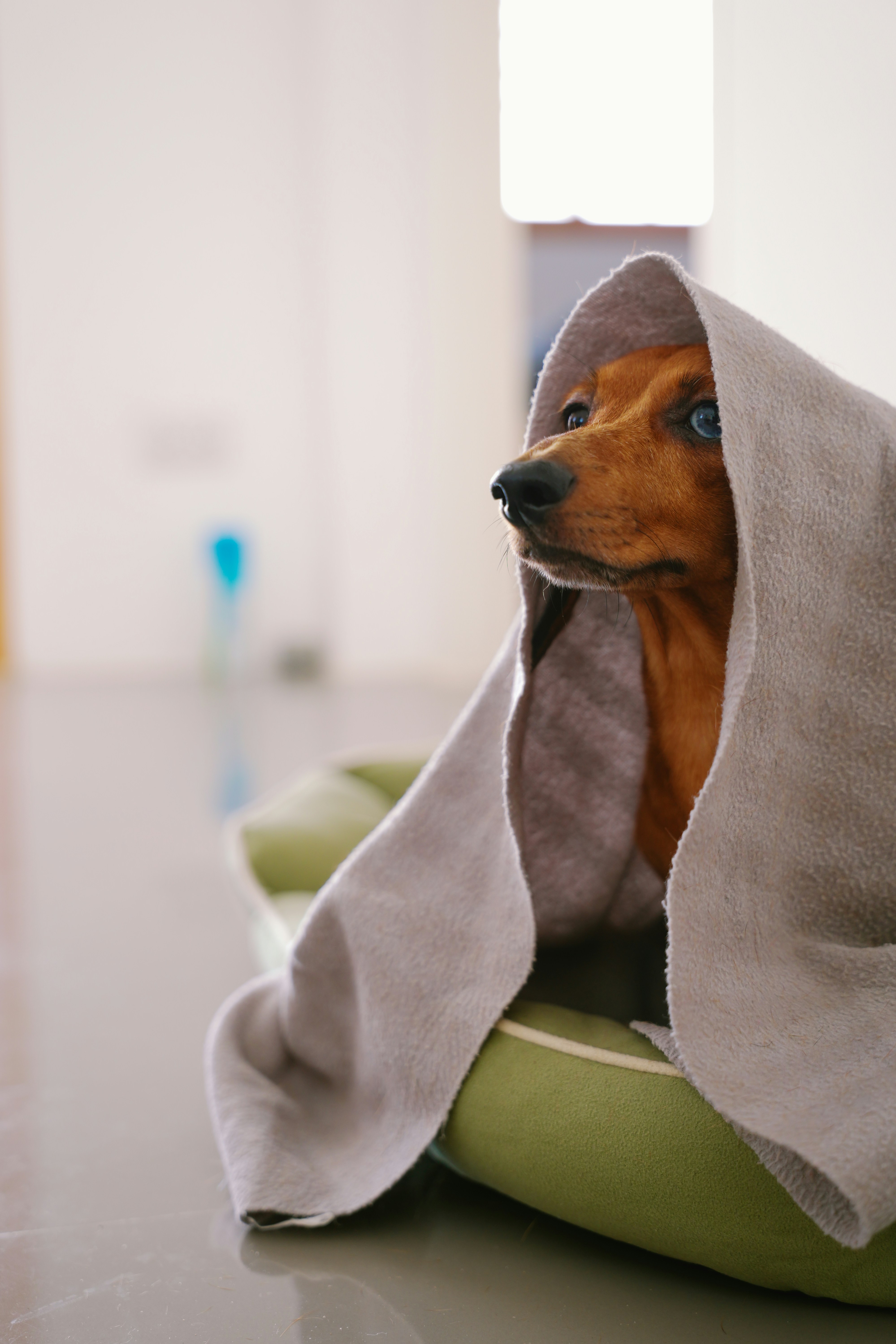 Under the Towel's Shelter: A Dachshund's Quiet Gaze in a Minimal Living Room