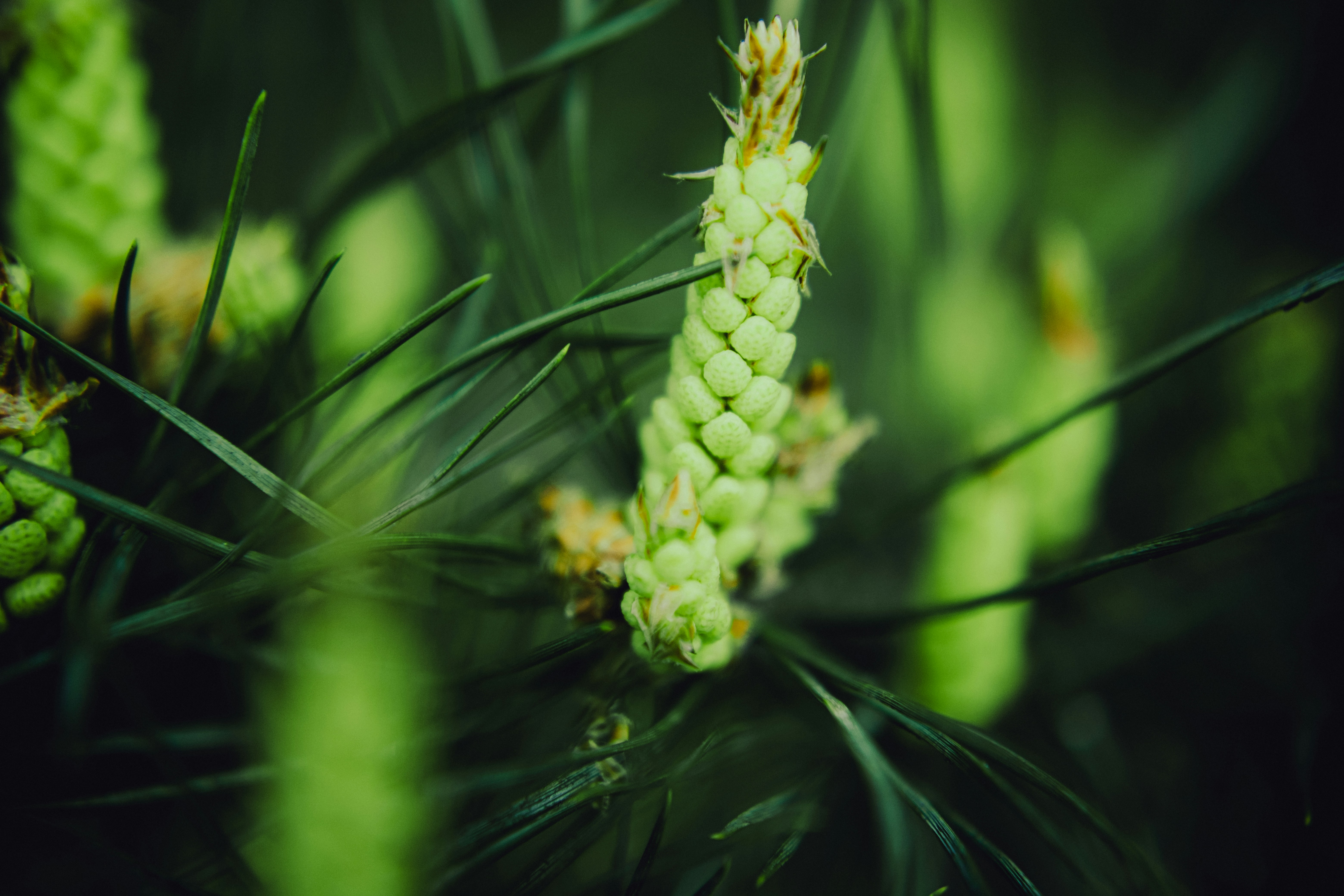 Emerging Growth: Nature's Green Symphony