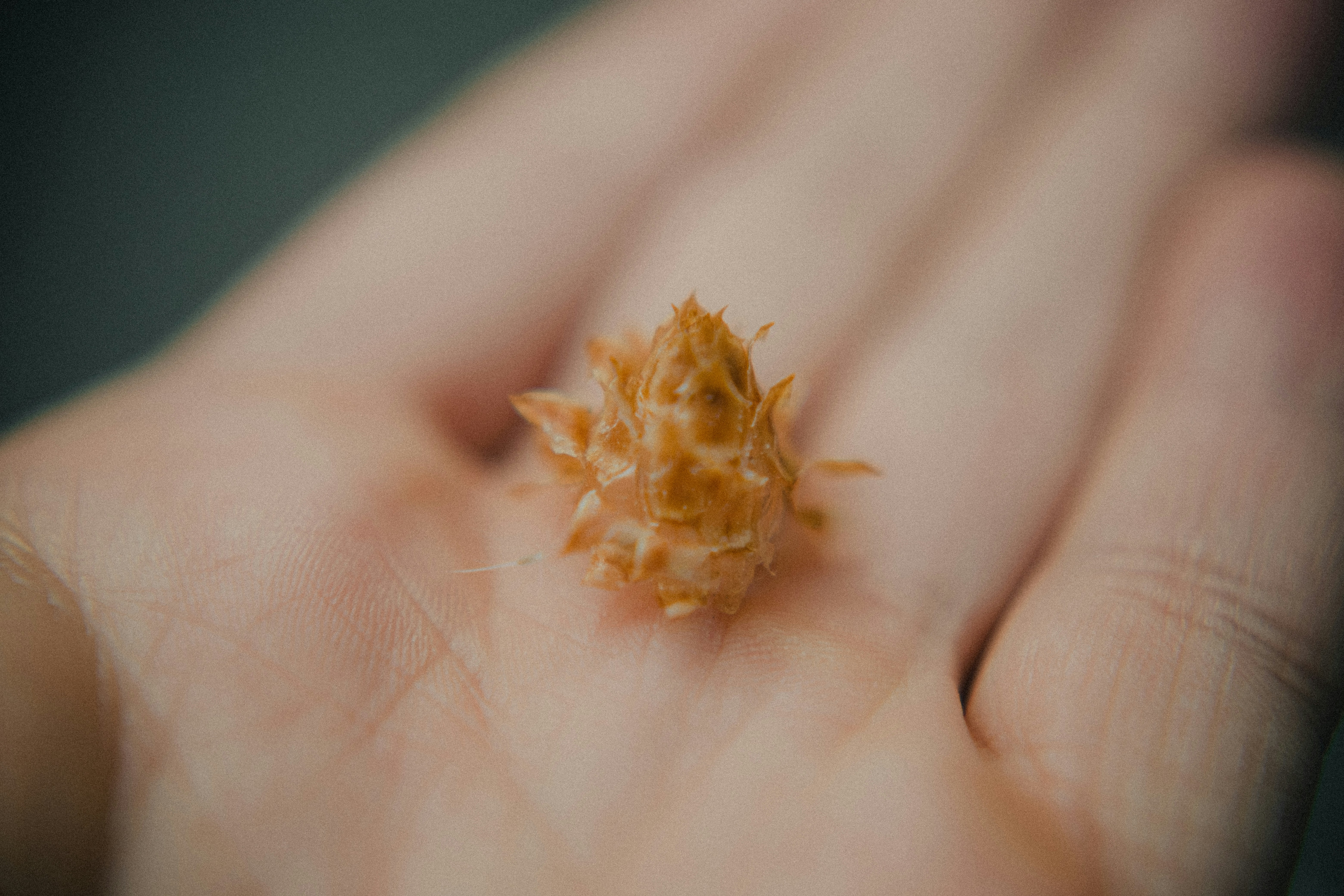 Nature's Tiny Marvel: A Close-Up Encounter