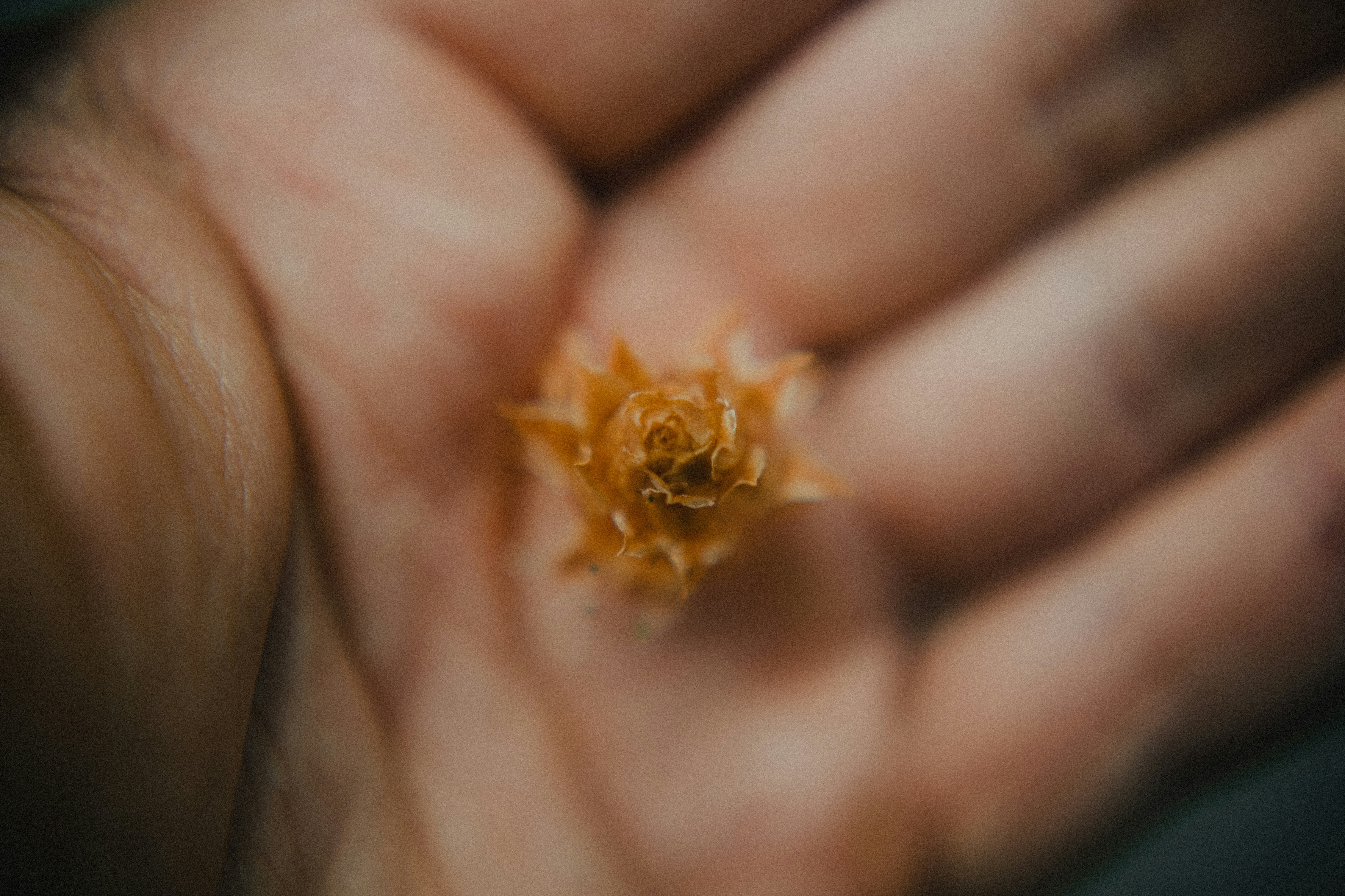 Nature's Miniature Marvel