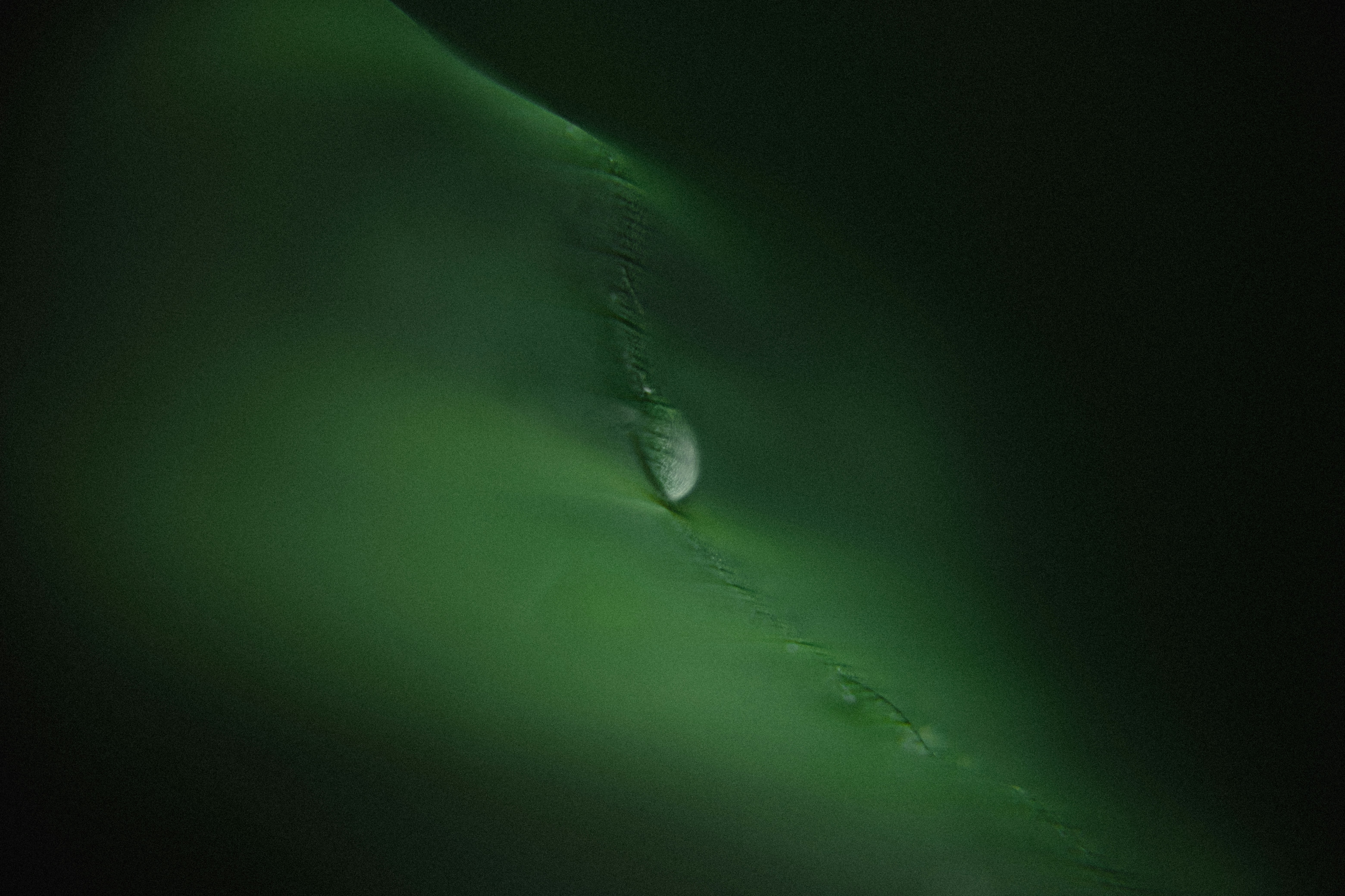 Emerald Veil: Nature's Subtle Whisper