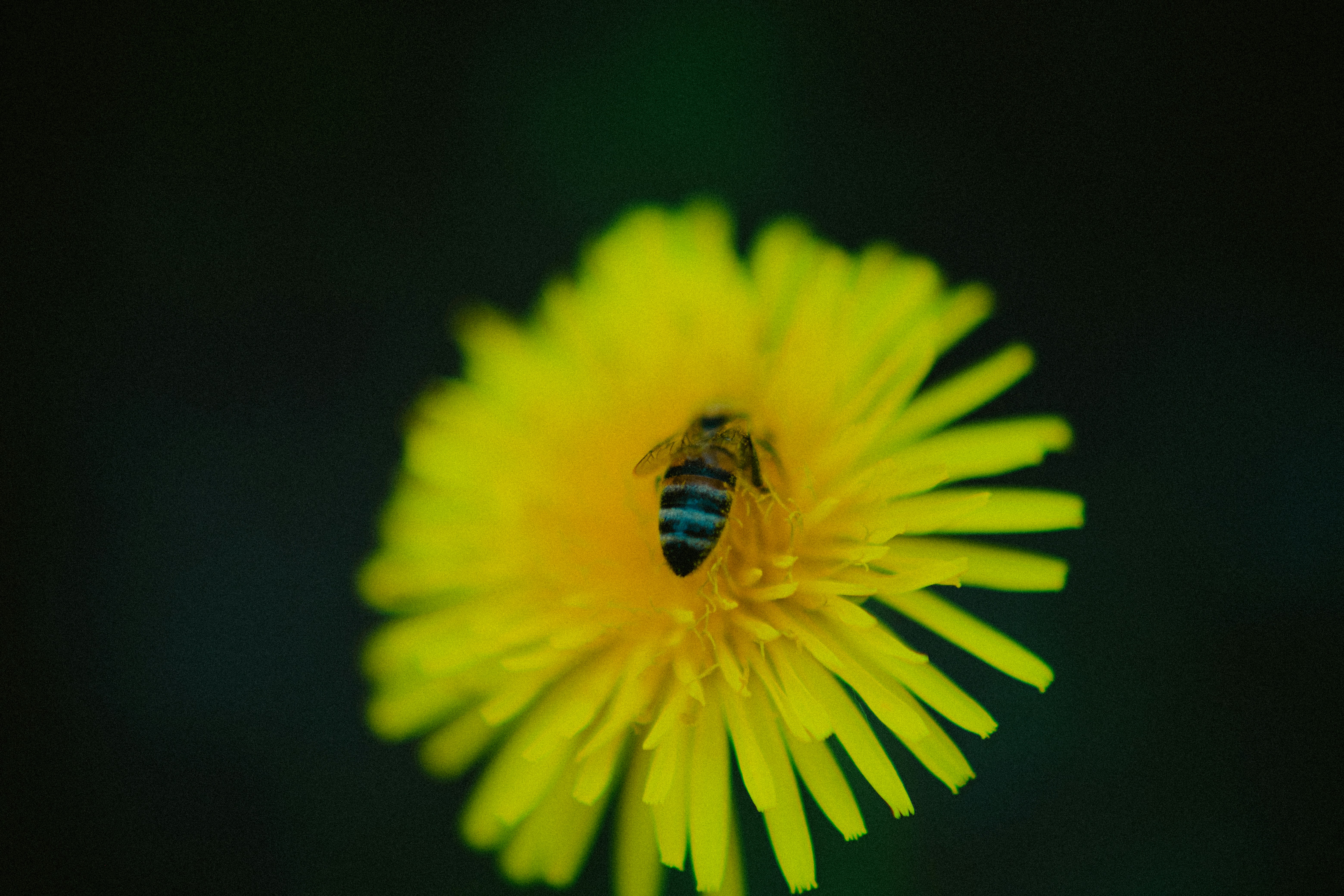Bee in the Golden Core: Macro Study of a Dandelion Bloom