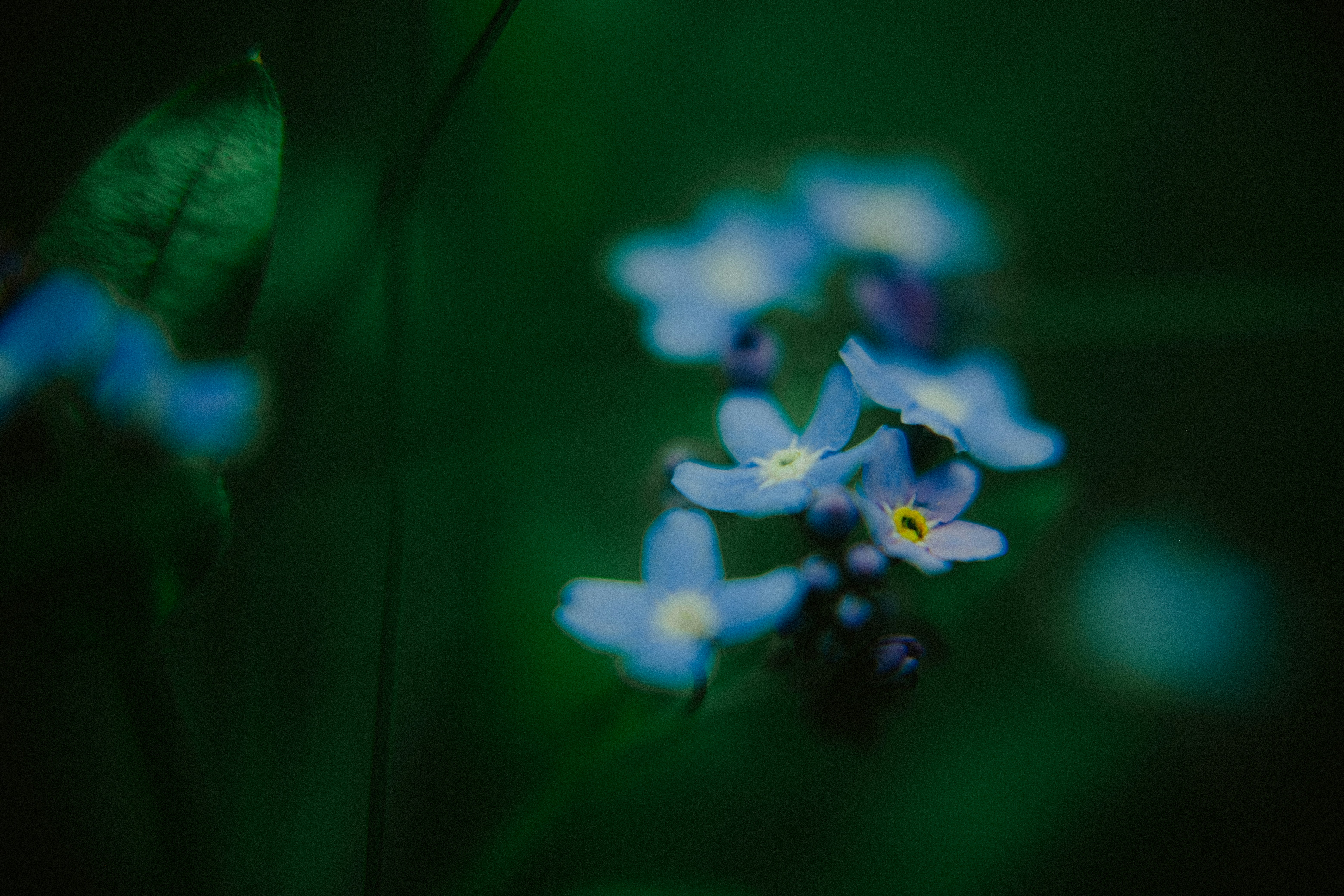 Blue forget-me-not flowers bloom beautifully in nature. photo – Free ...