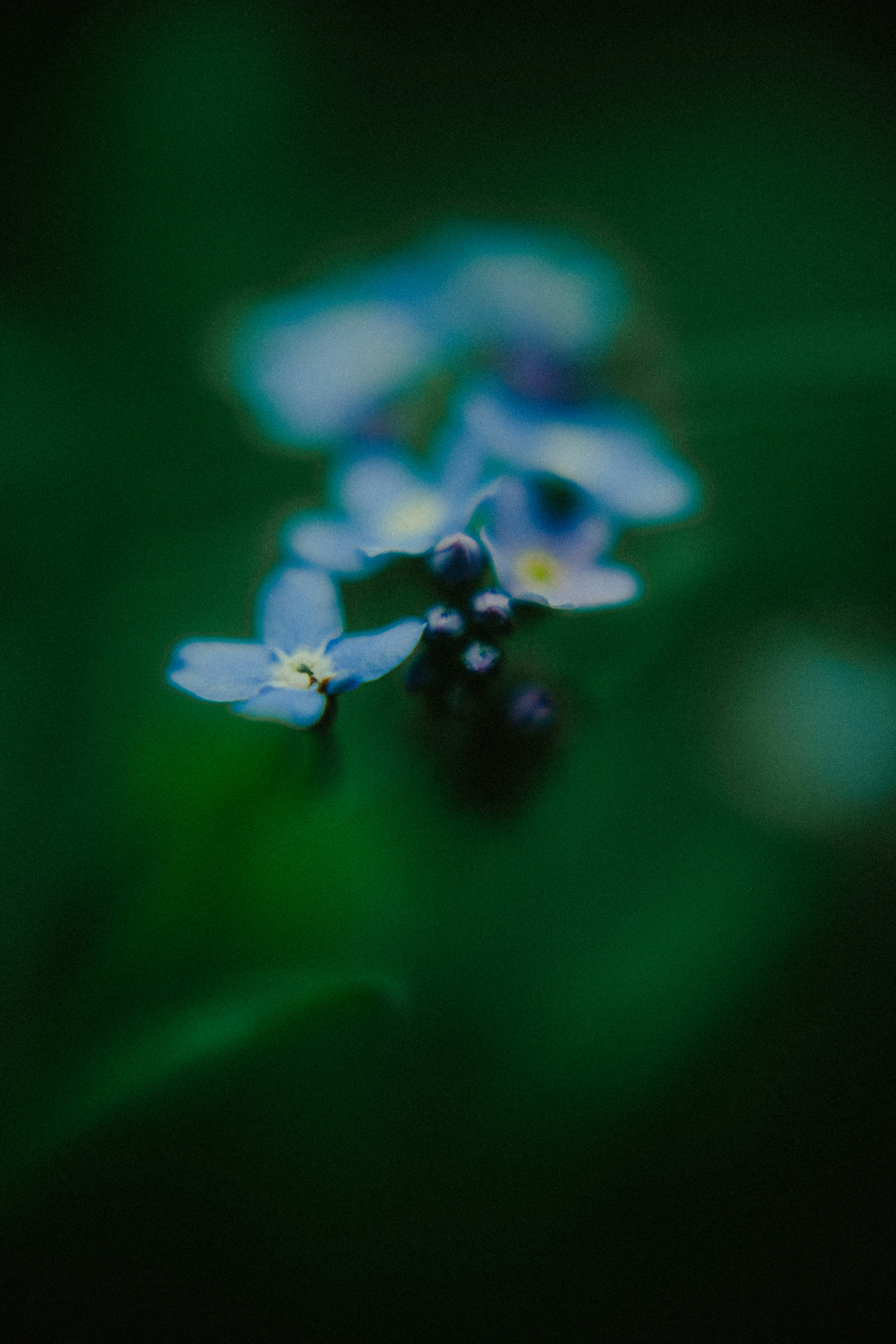 Blue forget-me-nots flourish in the serene green. photo – Free Spring ...